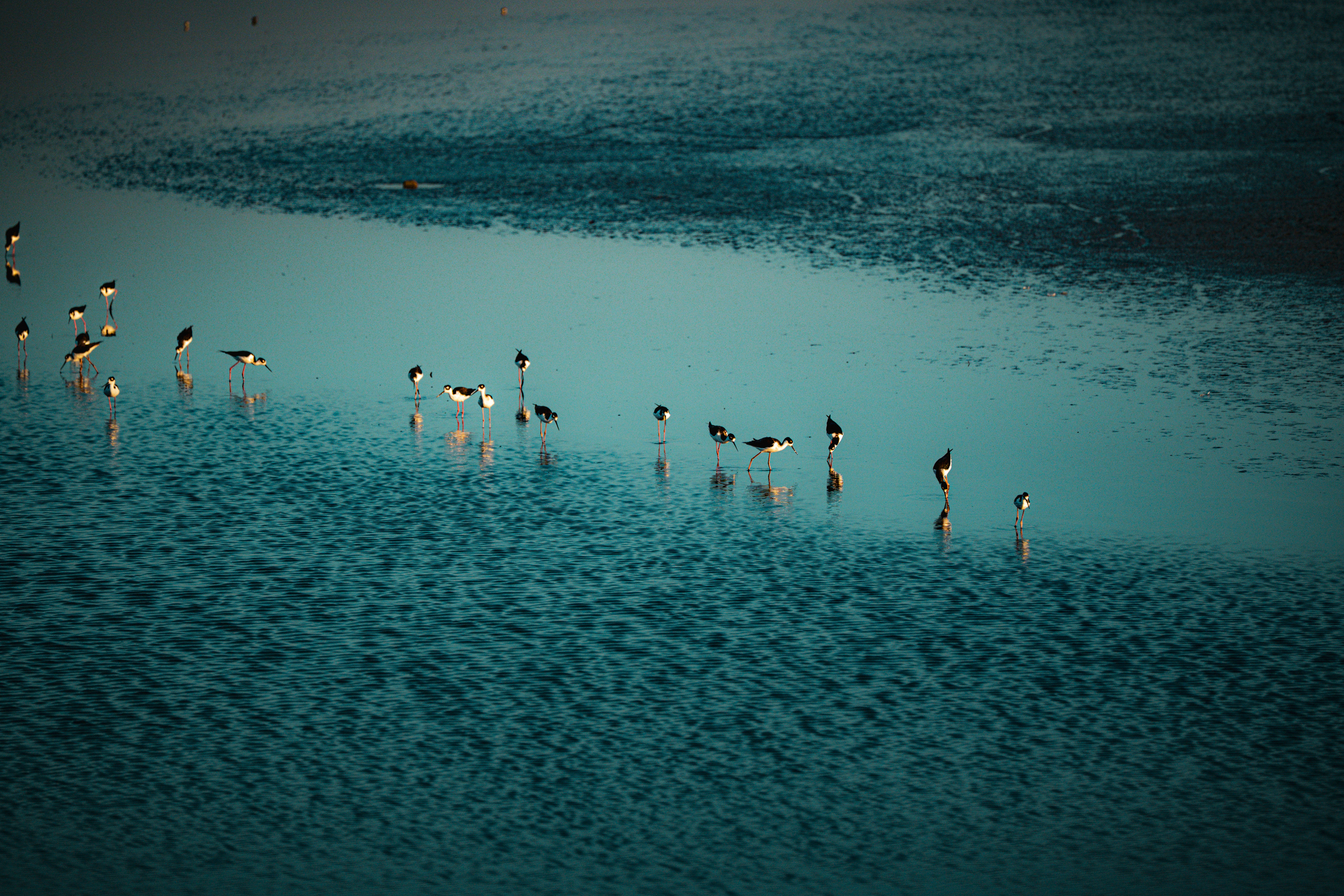 V formation of wading birds on a tranquil tidal plain