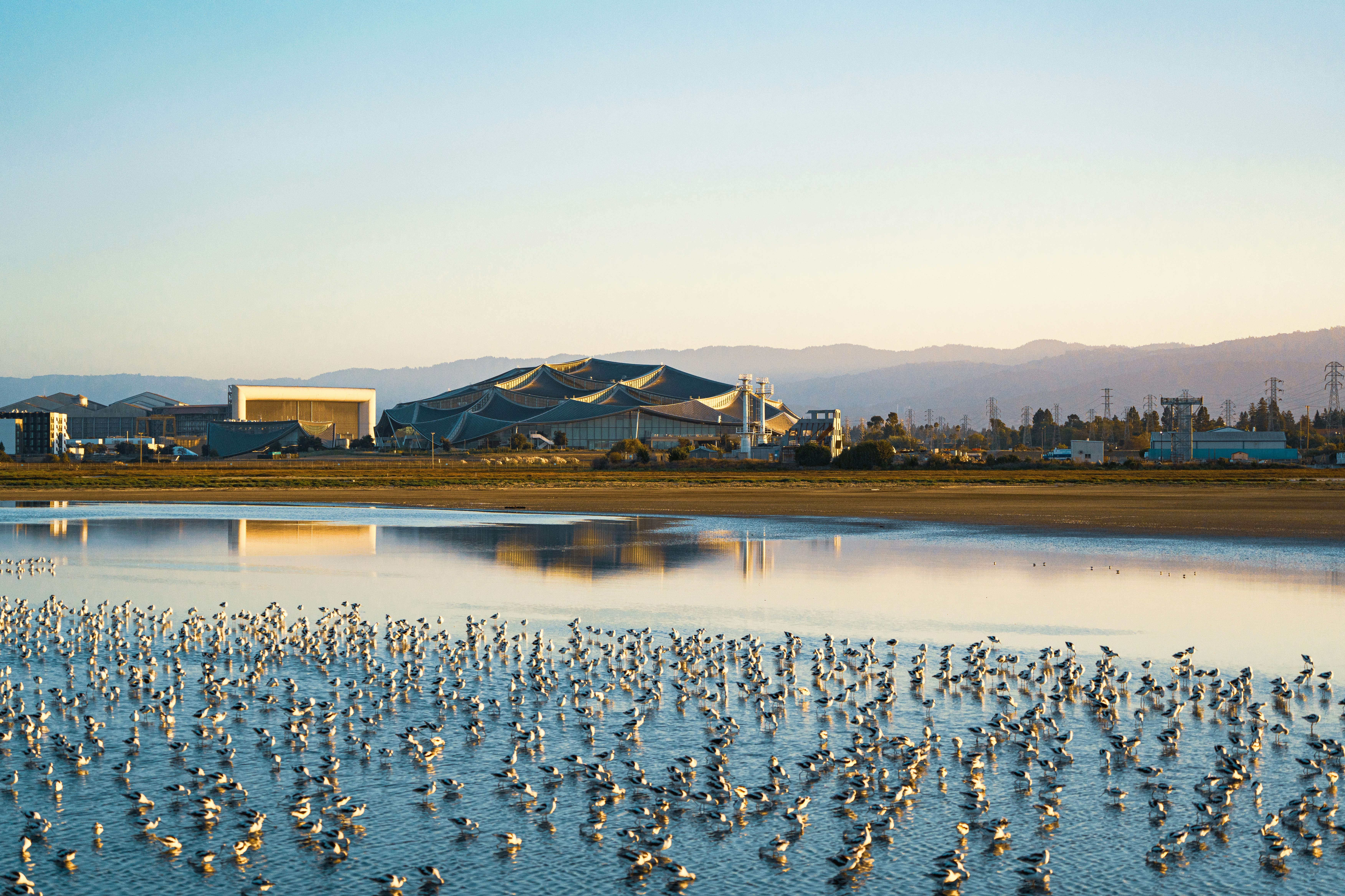 Salt Flats at Dusk: A Sea of Marked Birds and Quiet Industrial Horizon