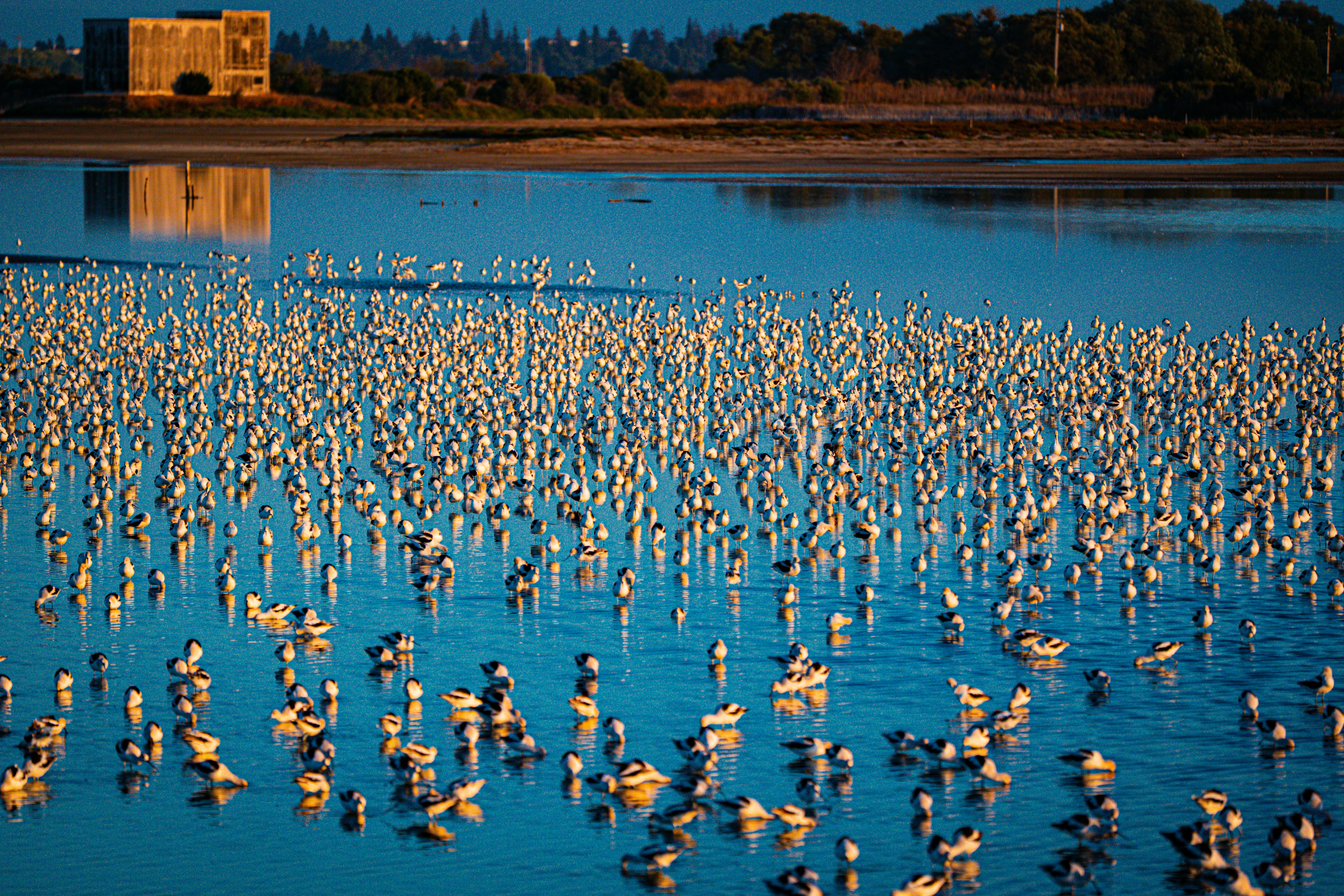 Thousands of white birds bead across a calm, blue-tinted estuary with a distant shoreline and historic structure on the horizon. The scene emphasizes a tranquil, expansive avian congregation against a reflective water surface.