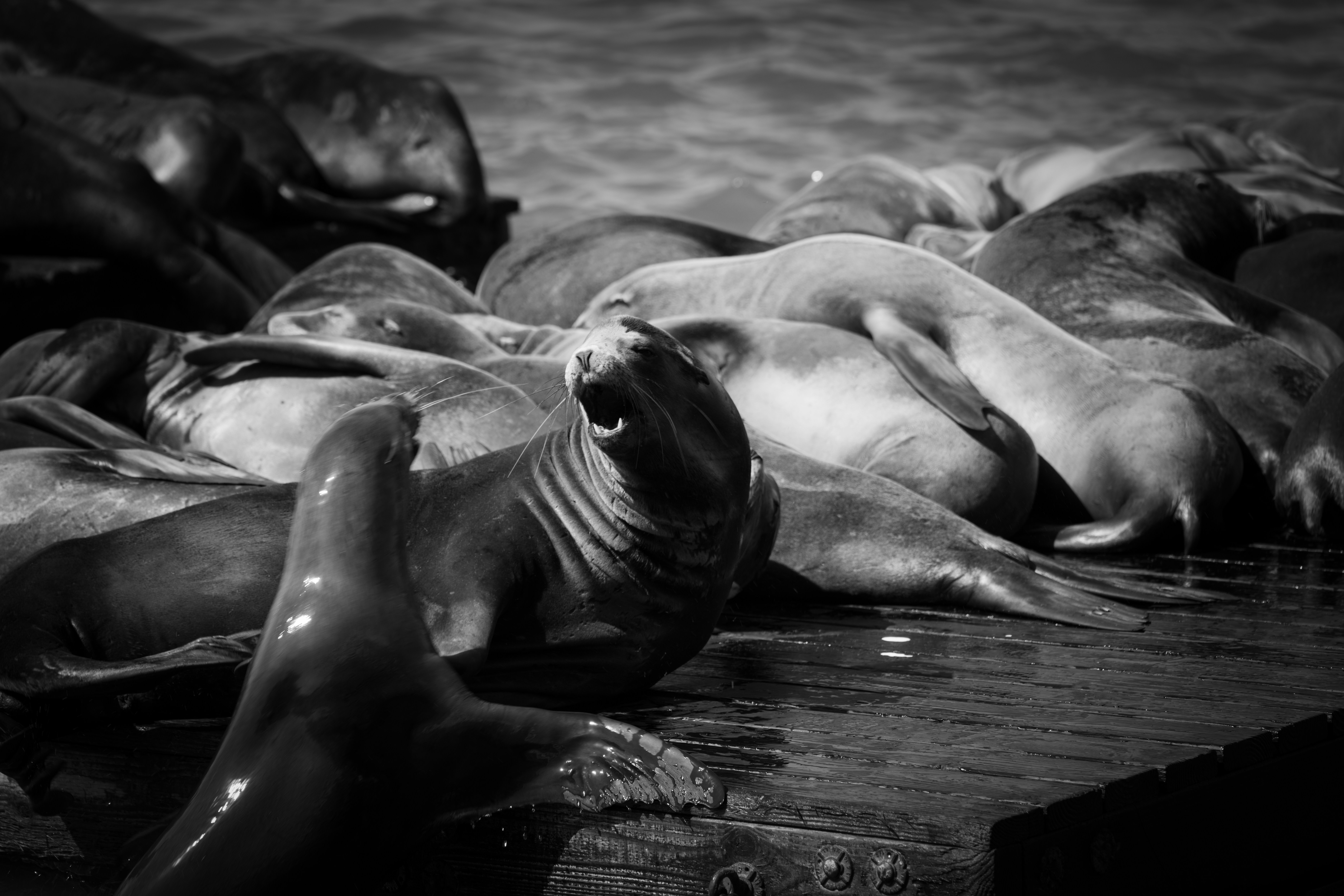 Photo by Sam Szuchan with Sony Alpha 7 IV