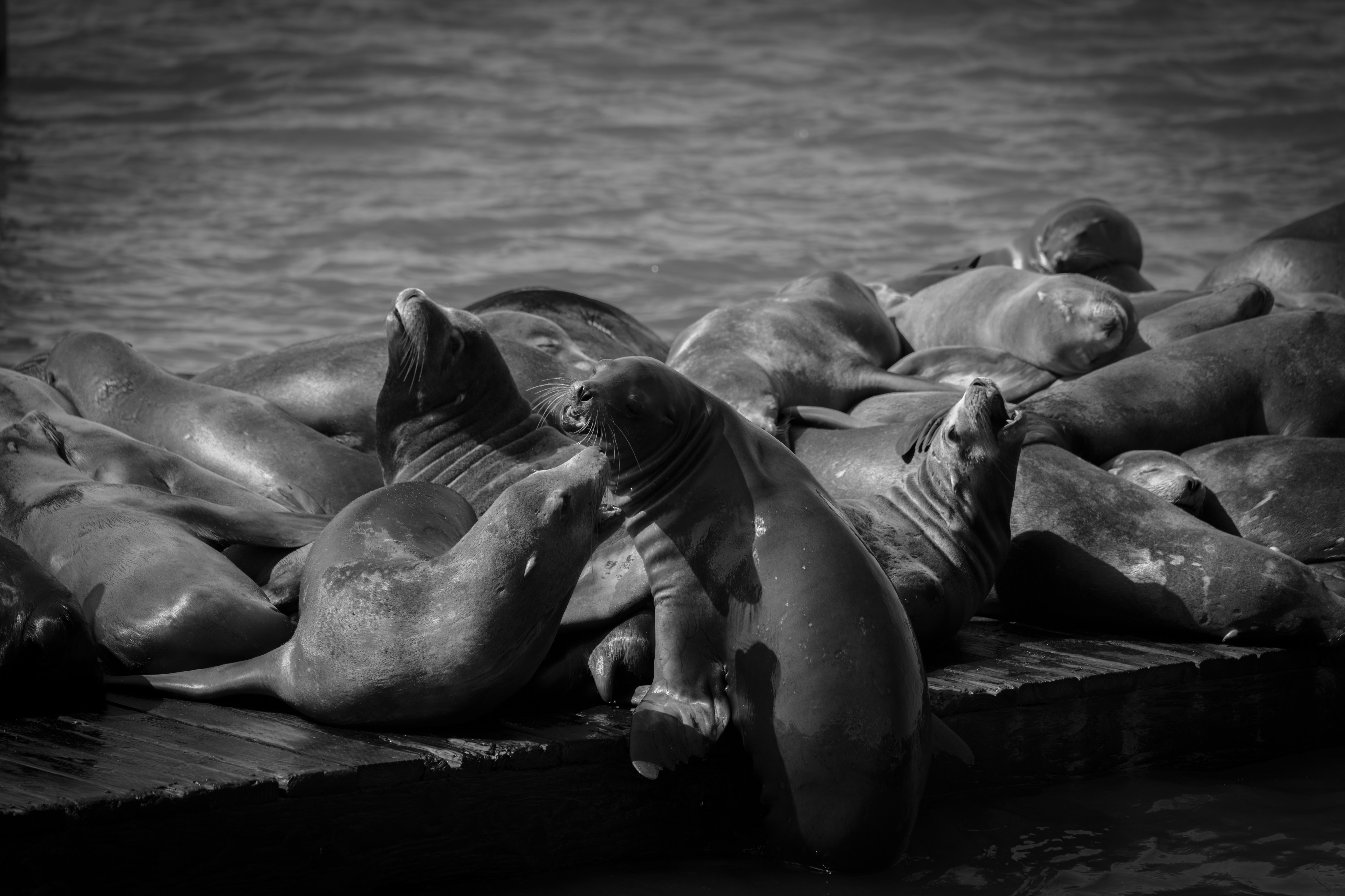 Hushed Slumber on the Docks: A Ring of Sea Mammals Resting in Quiet Light