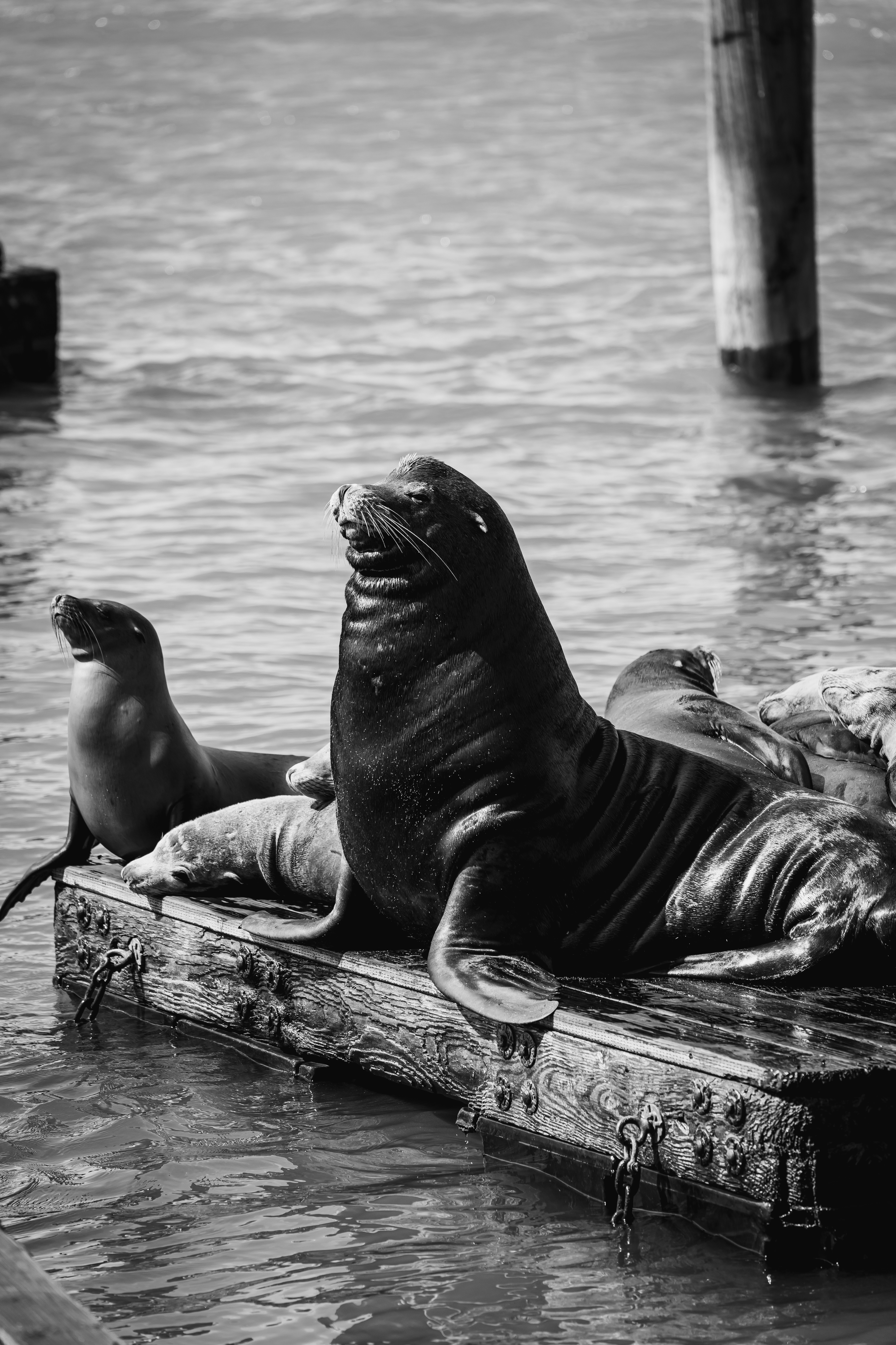 Sealed in Silence: Sea Lion posed on a weathered dock
