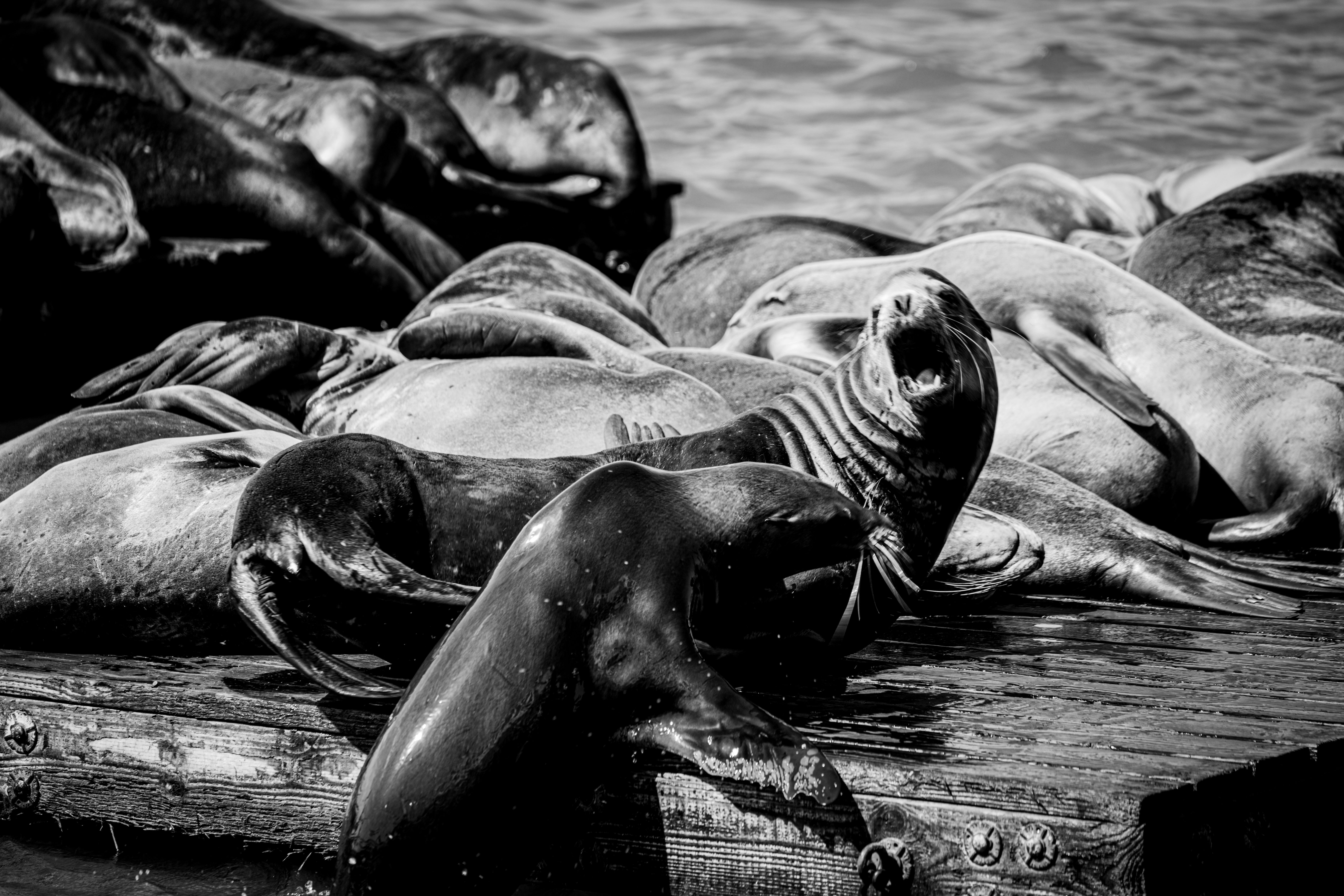 Harbor of Silent Whales: A Tidal Wake of Night
