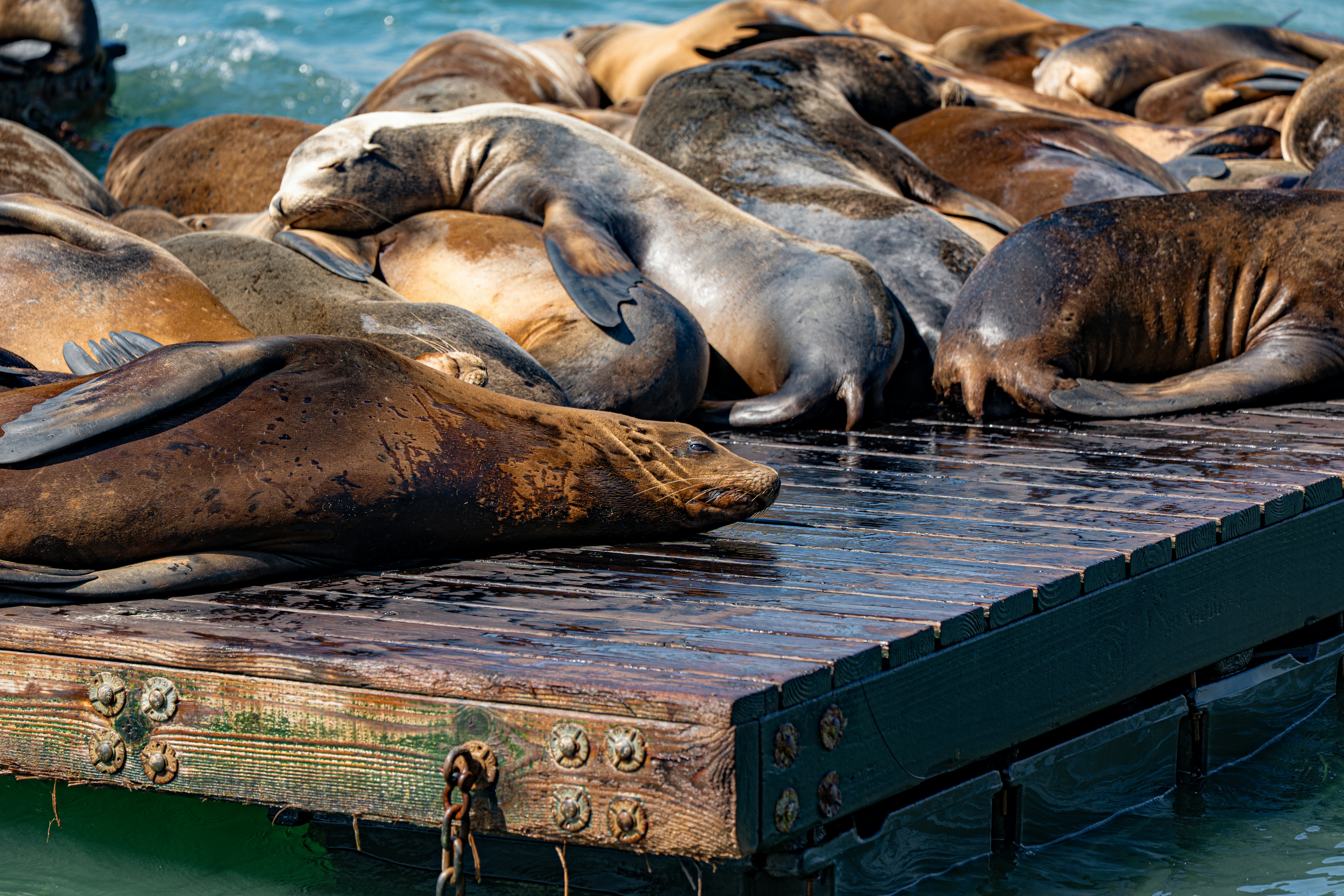 Sunlit Sea Lions Resting on a Weathered Dock