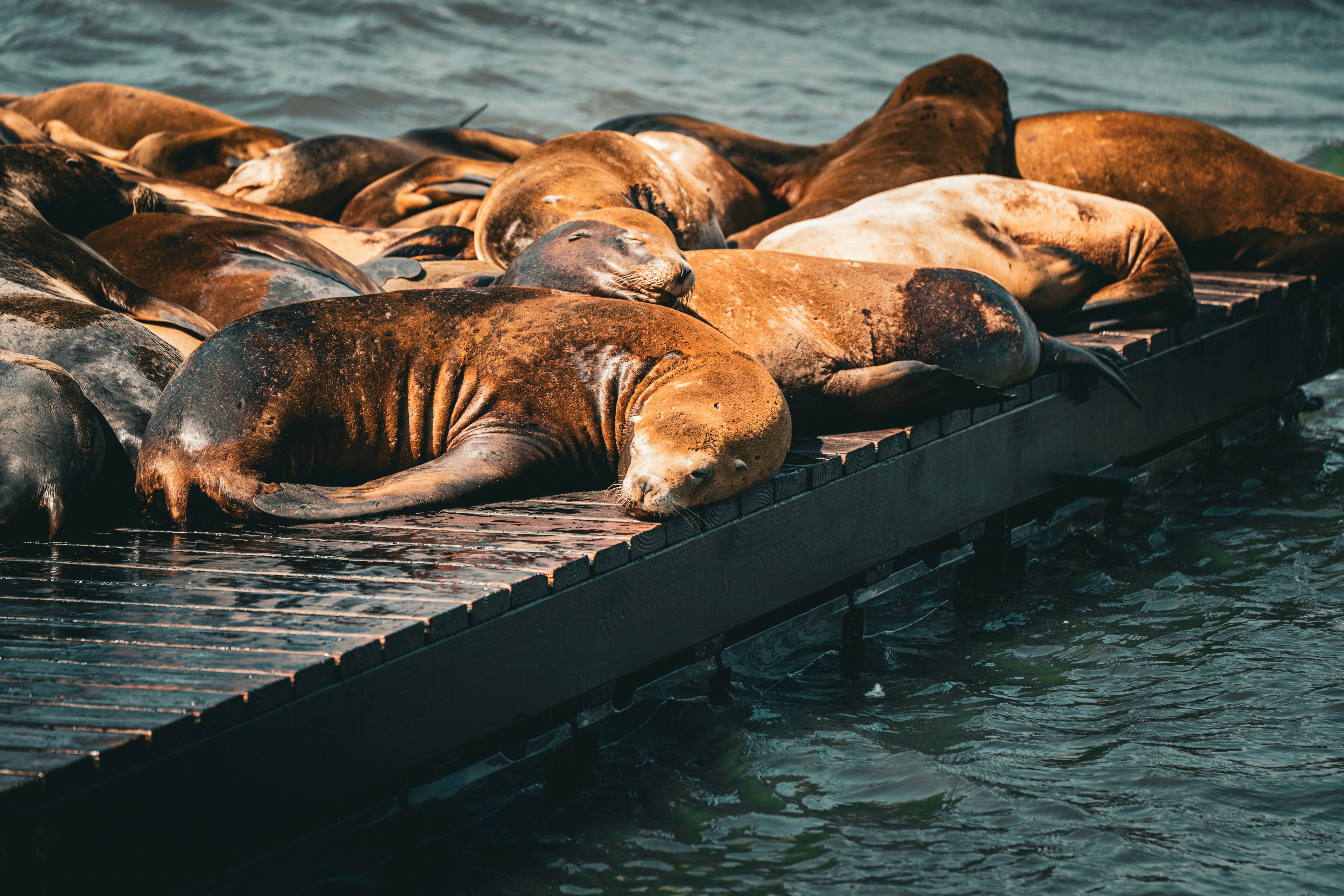 Sunlit Harbor of Sleepy Seals on a Dock