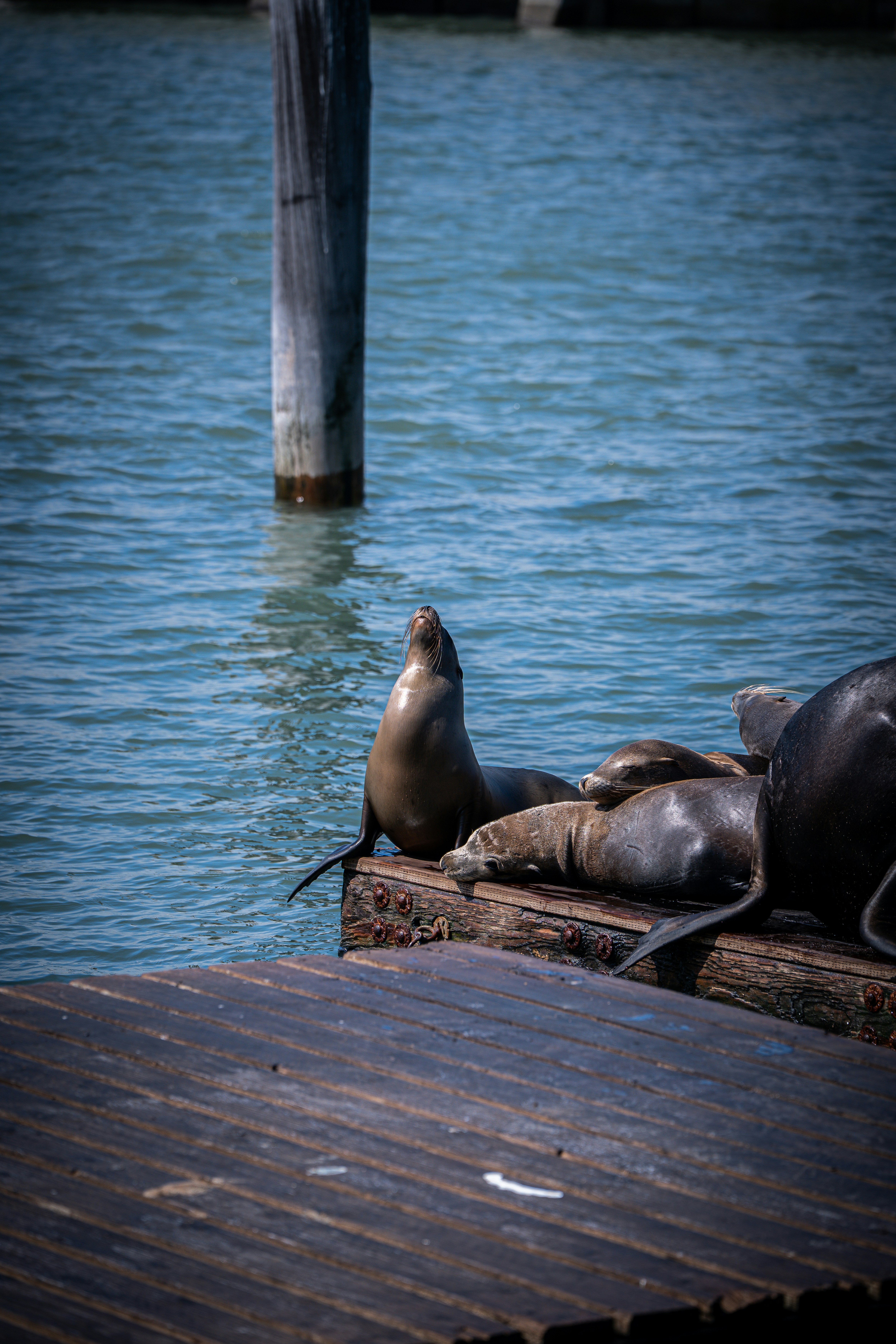 Seal on the Weathered Dock: Quiet Morning at the Pier
