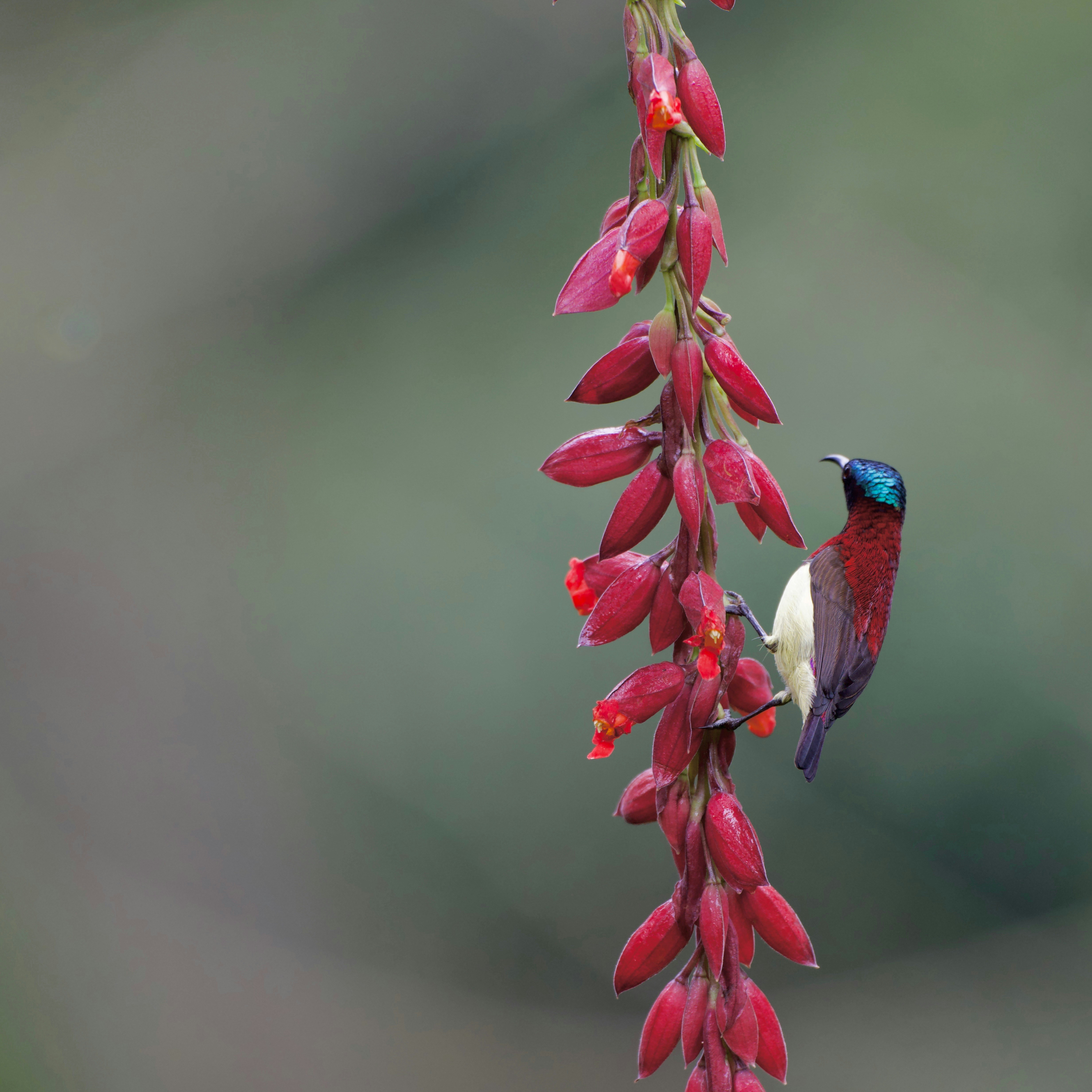 Crimson-backed Sunbird ( male )