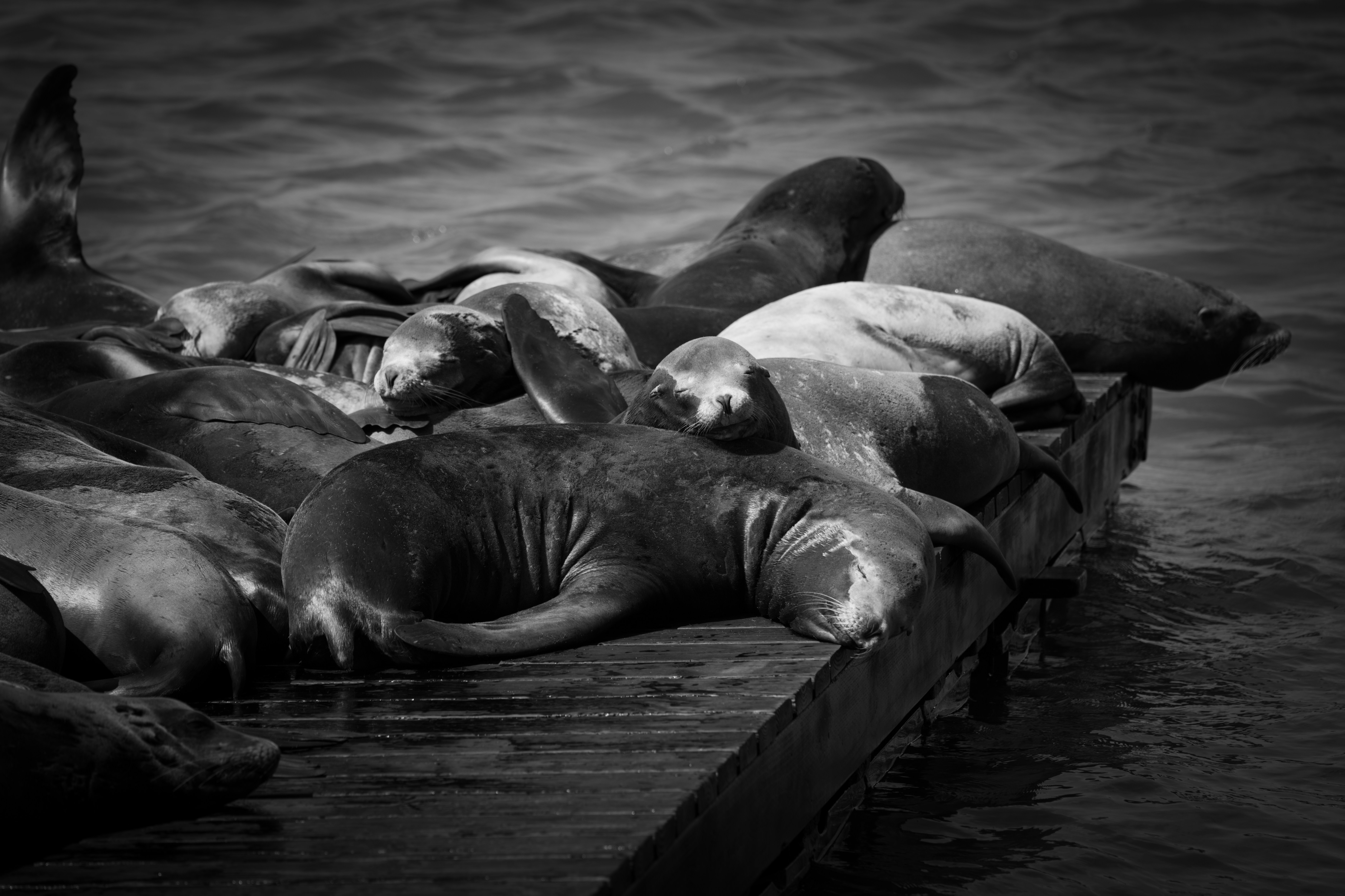 Photo by Sam Szuchan with Sony Alpha 7 IV