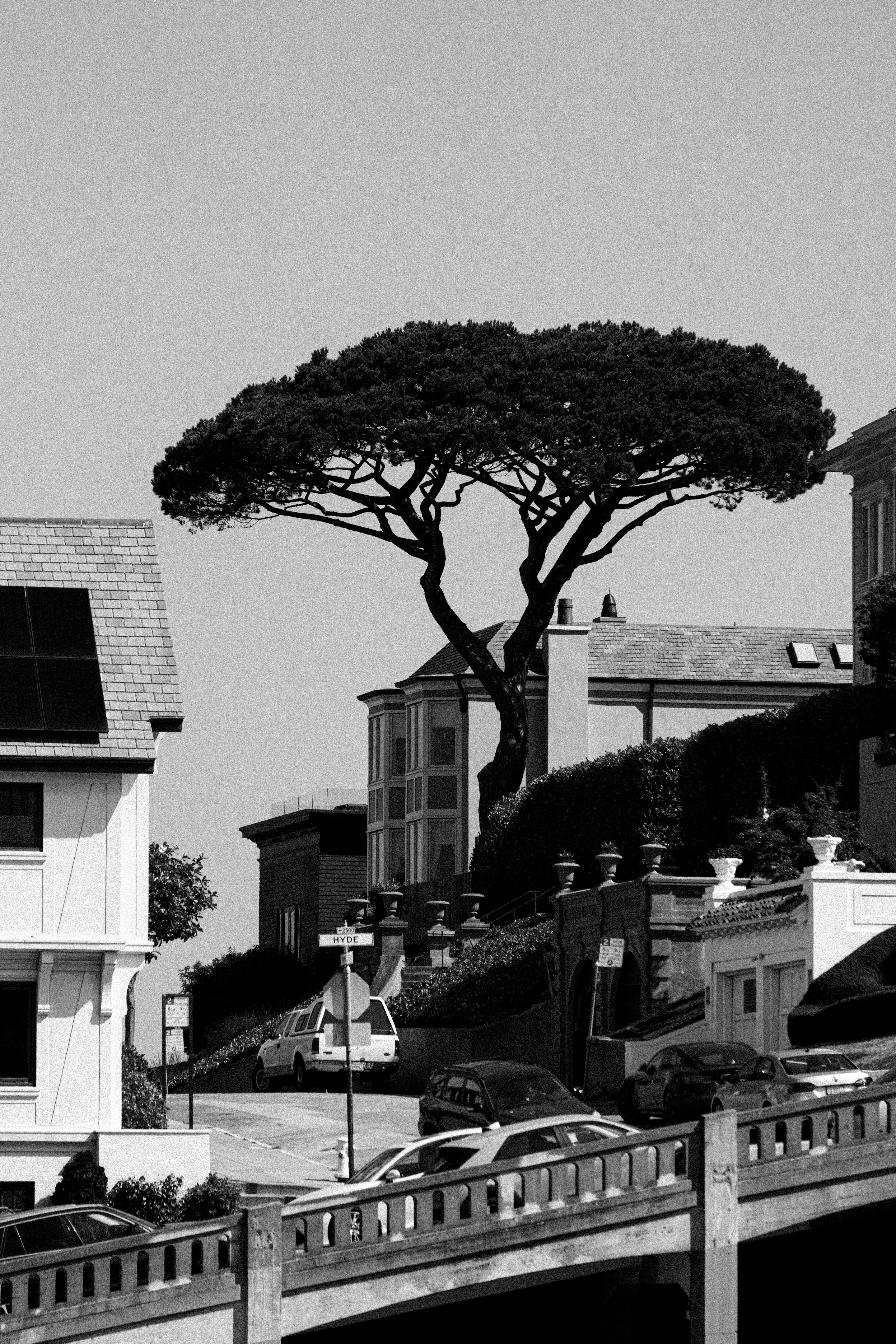 Island Tree Overlooking a Quiet Coastal Street