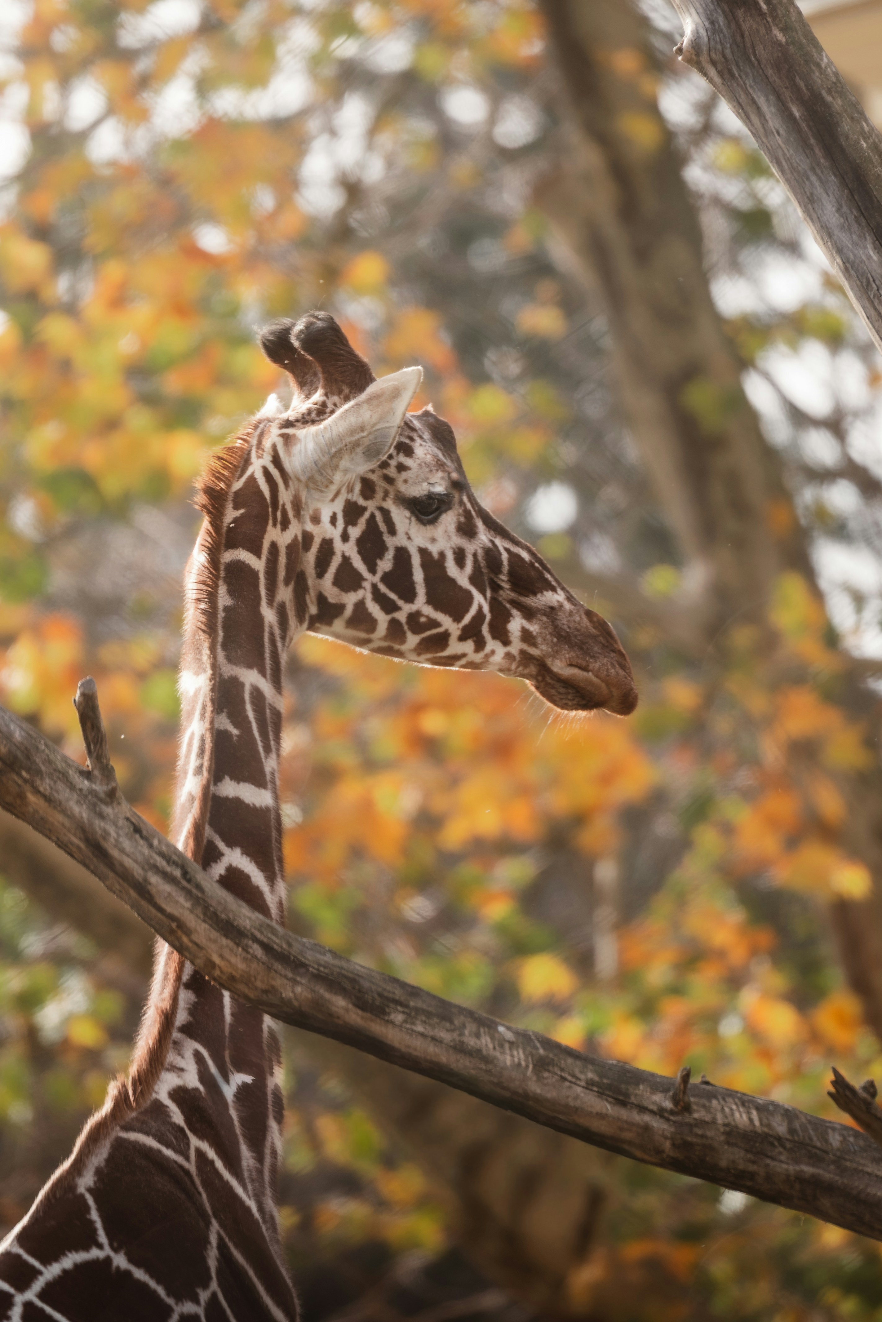 Giraffe among autumn leaves