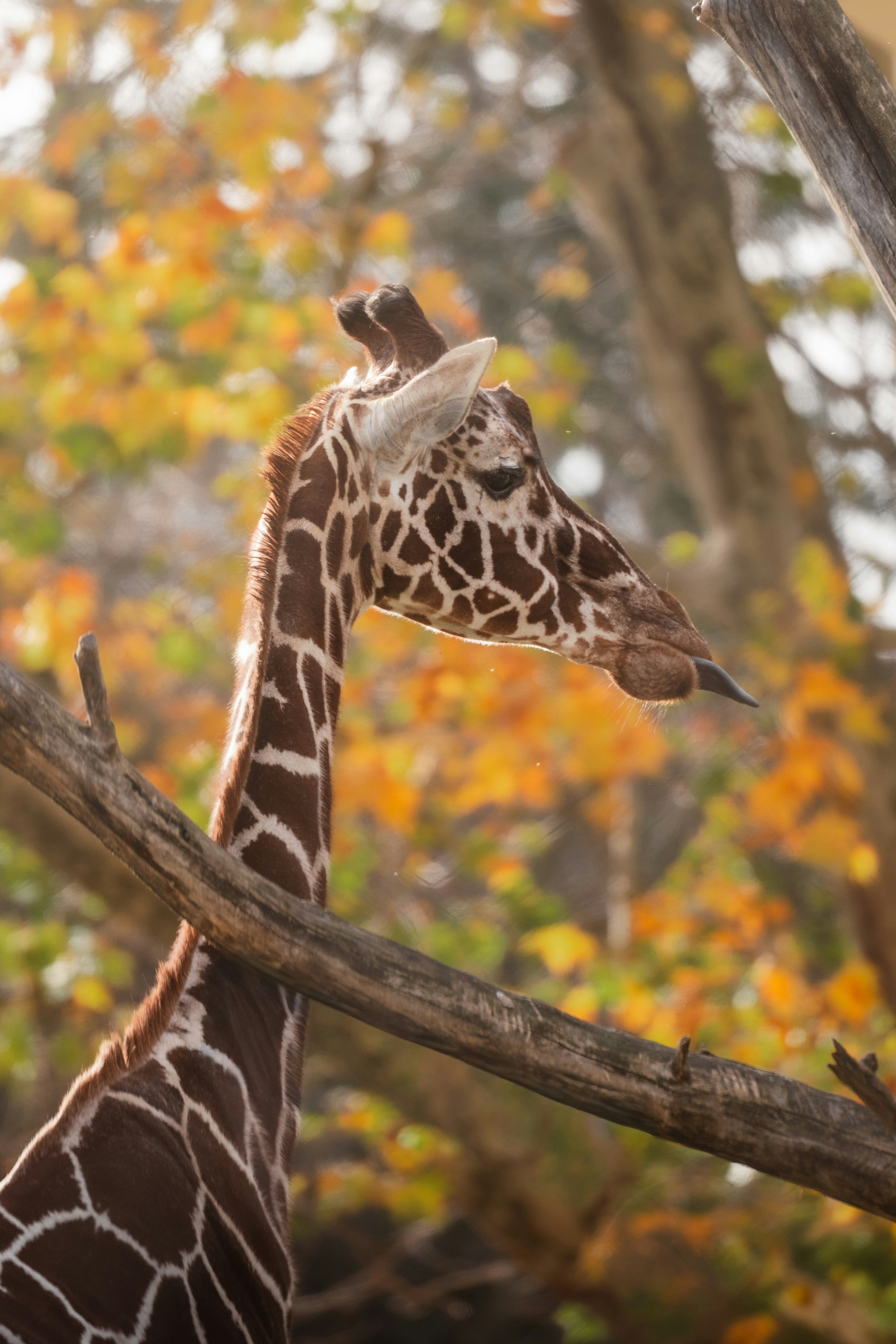 Giraffe amid autumn branches: a quiet portrait of a long-necked observer