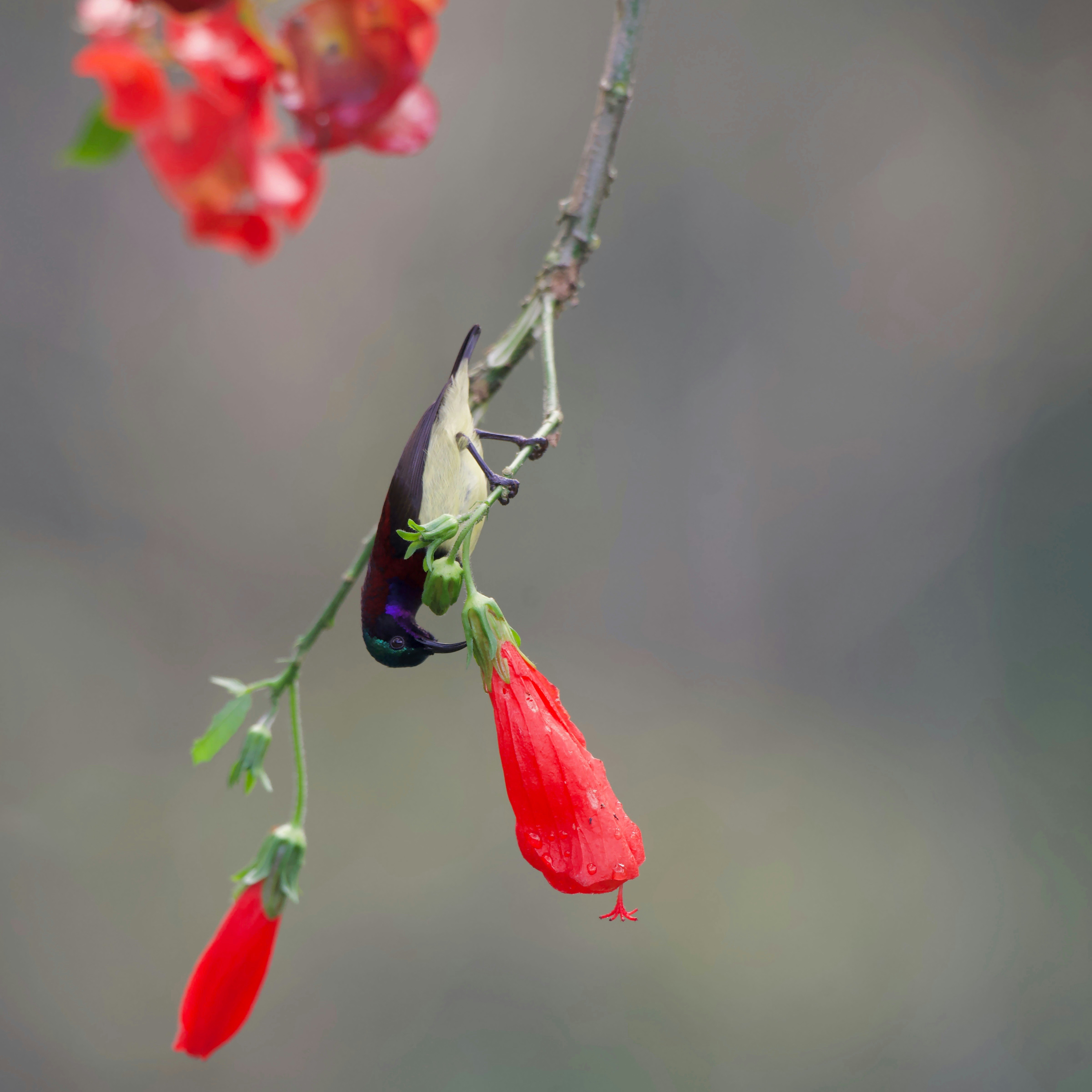 Crimson-backed sunbird
