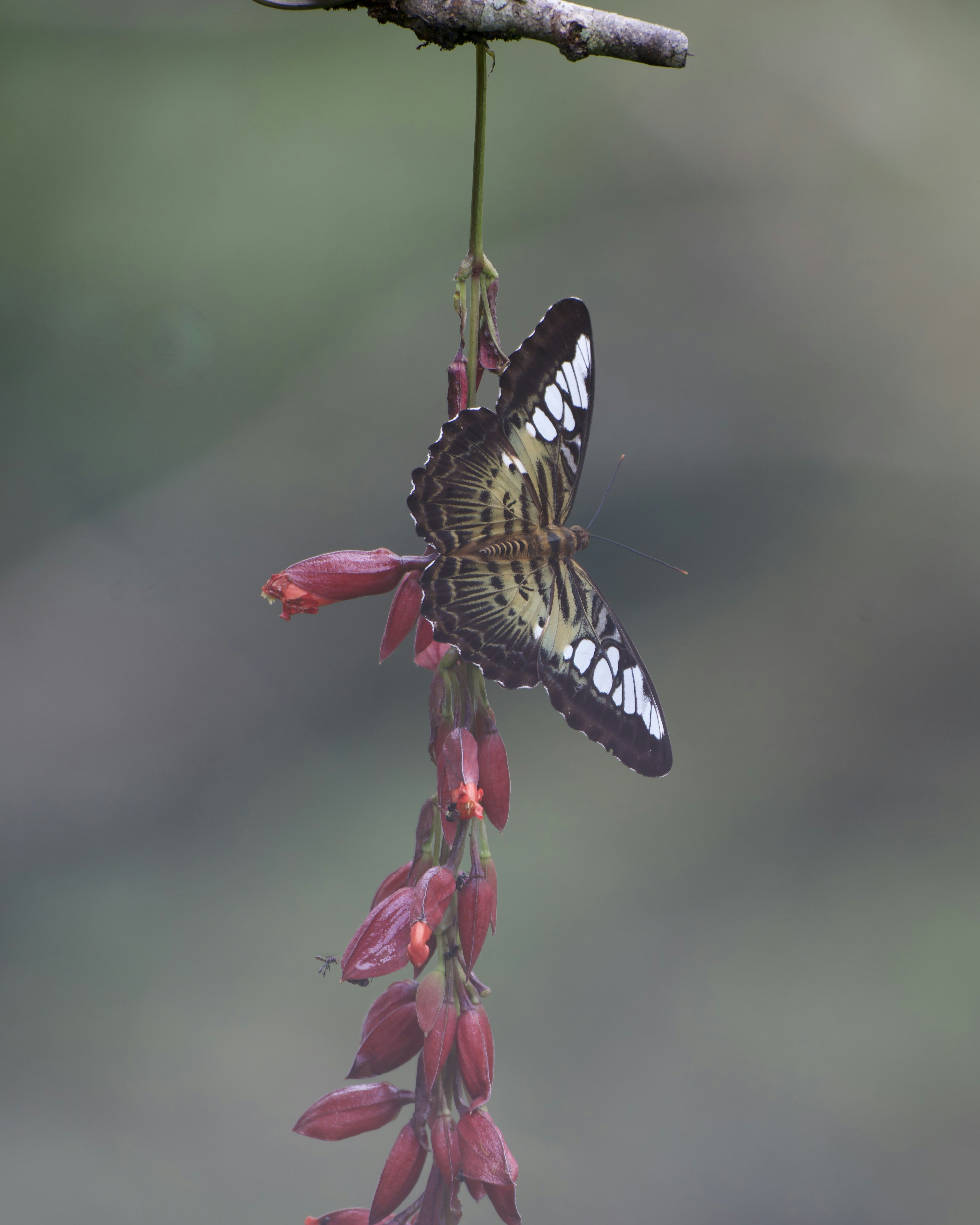 Butterfly Resting on Crimson Blossom