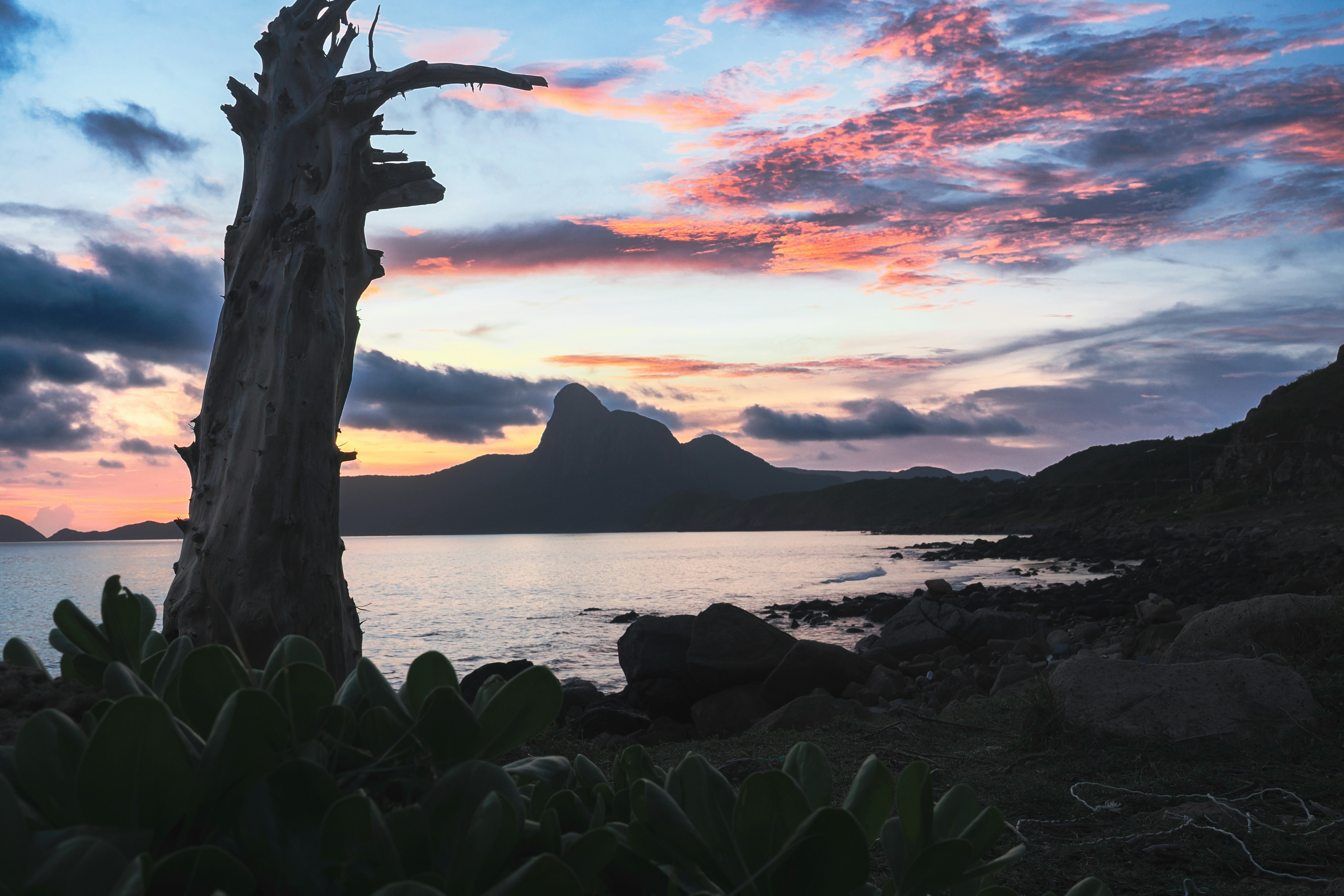 Silhouetted shoreline at sunset with weathered driftwood and coastal flora