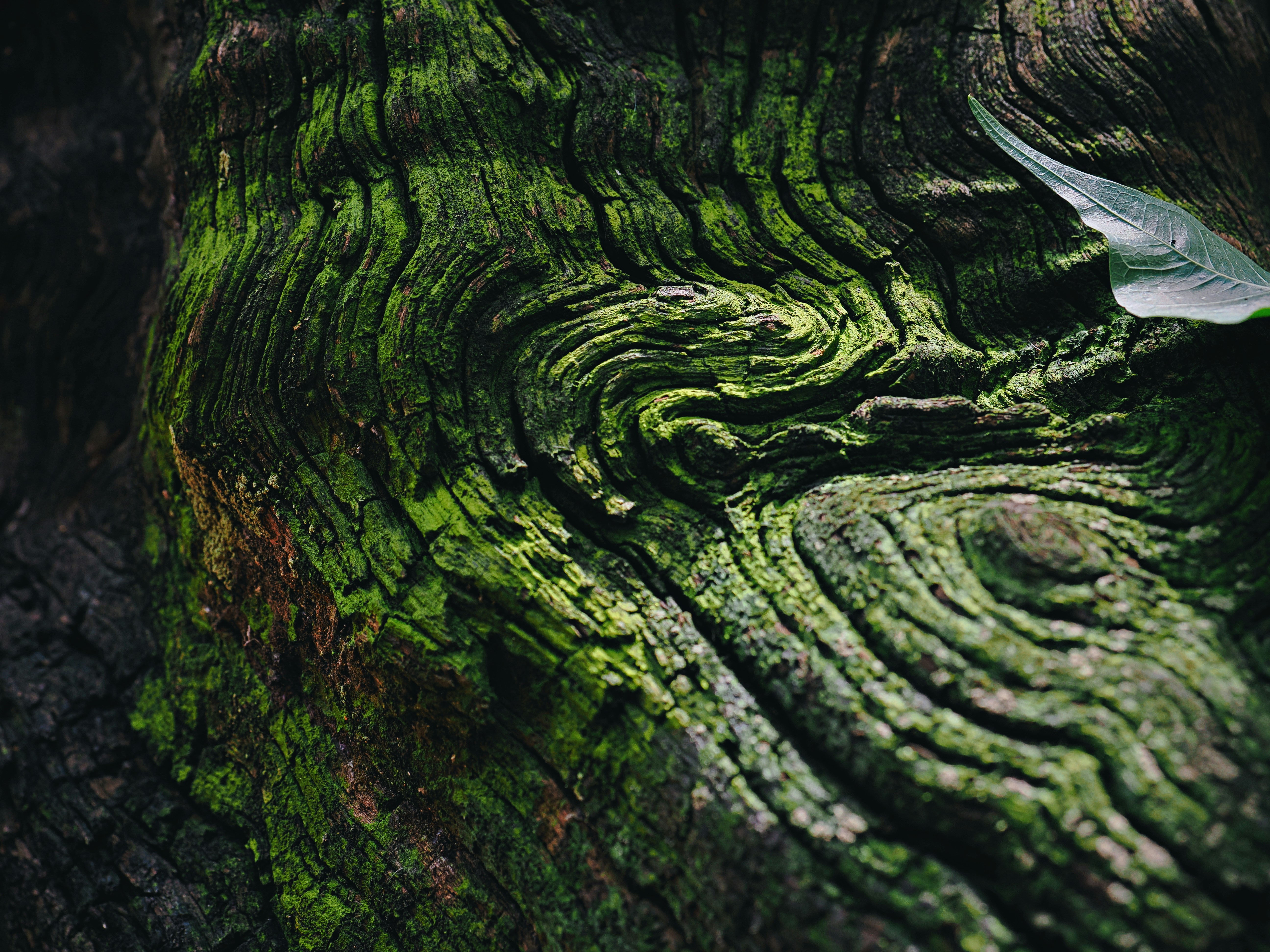 Green Spiral: Moss-Crowned Tree Trunk Echoes Time