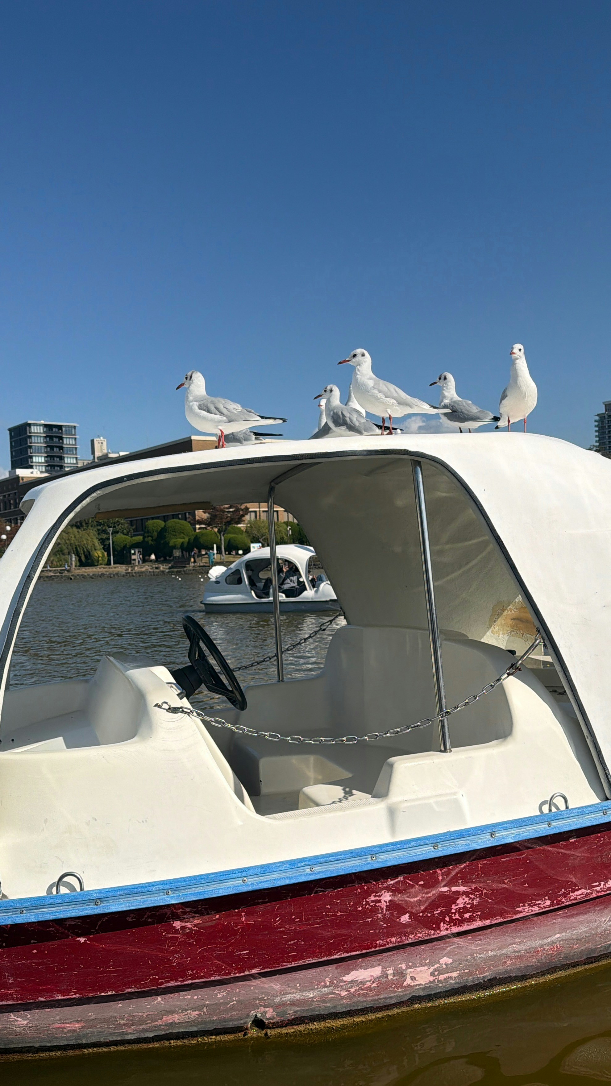 Seagull Parade on a Boat Roof Against a Blue Sky