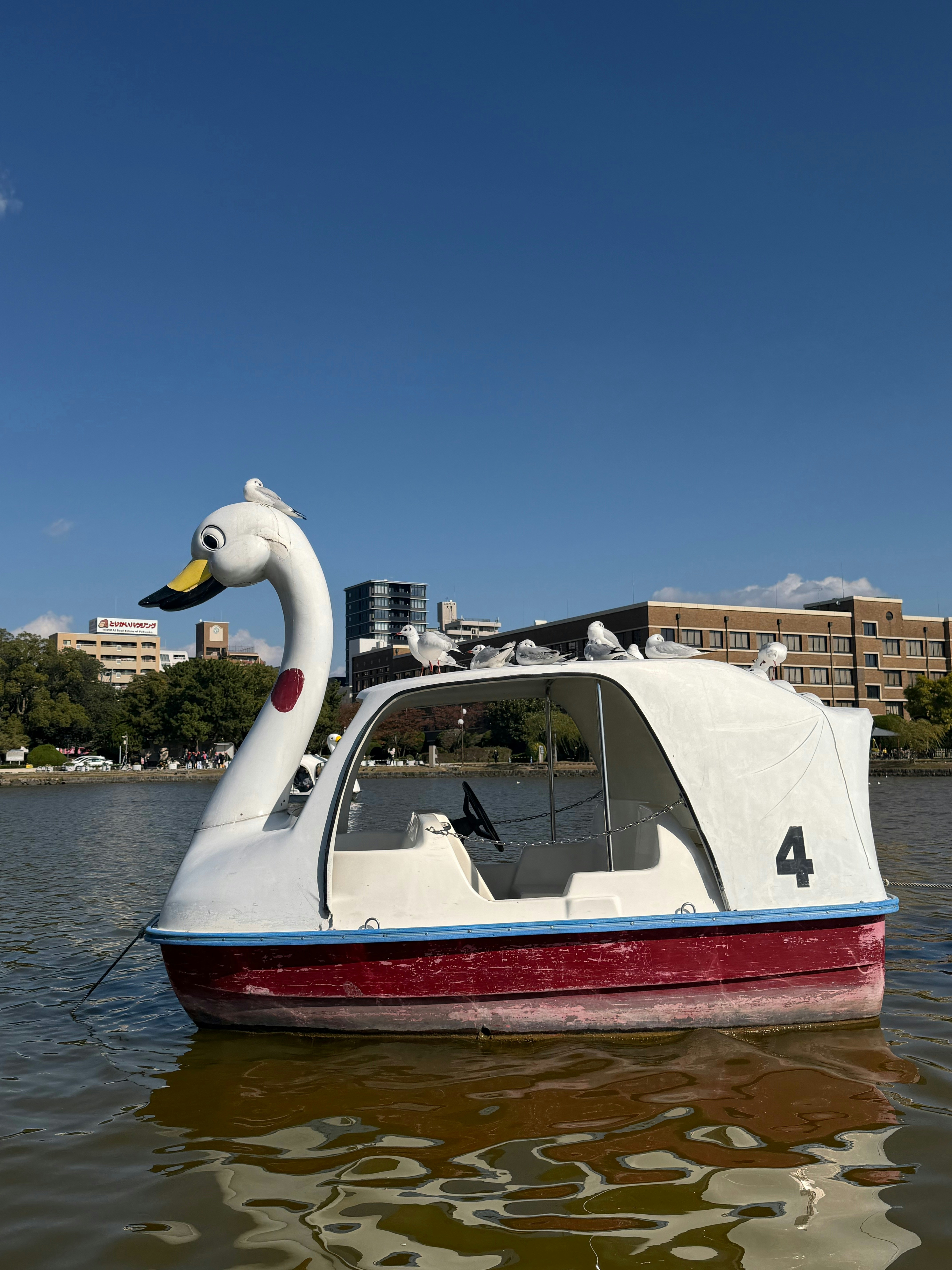 Swan-Boat at Sunlit Riverside