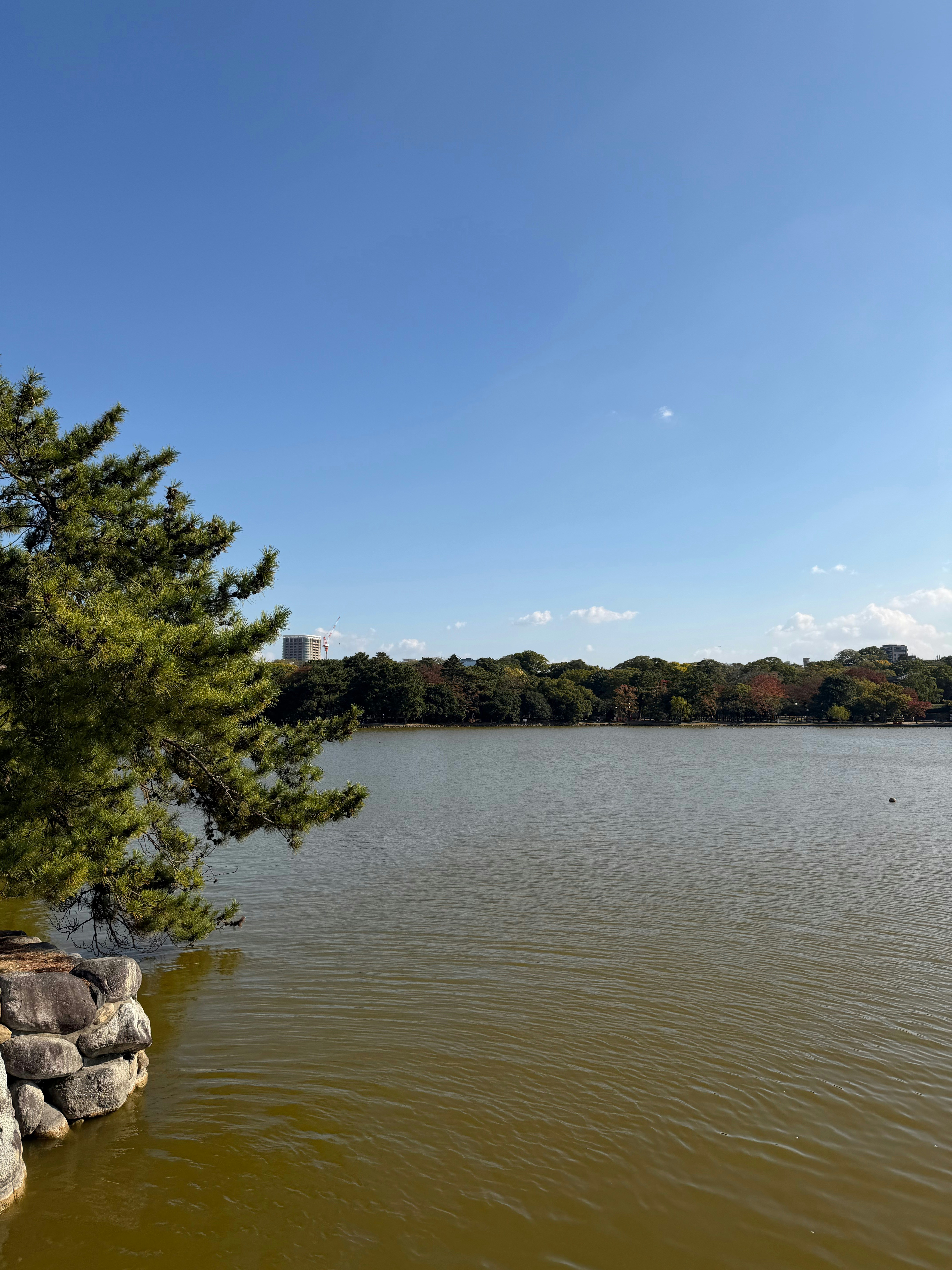 Tranquil lakeside shoreline with overhanging pine and distant tree line
