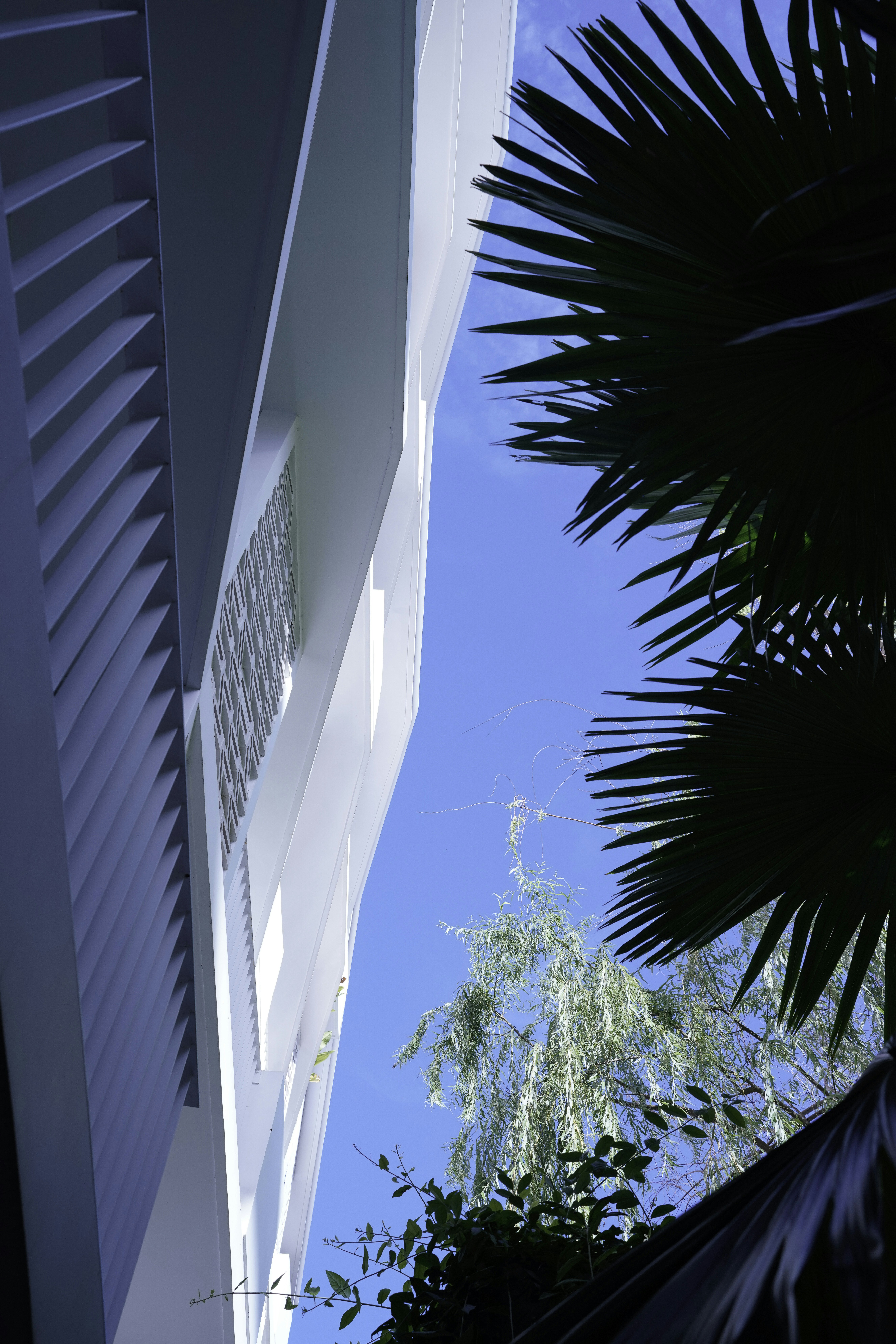 Blue Sky Through Architectural Fronds