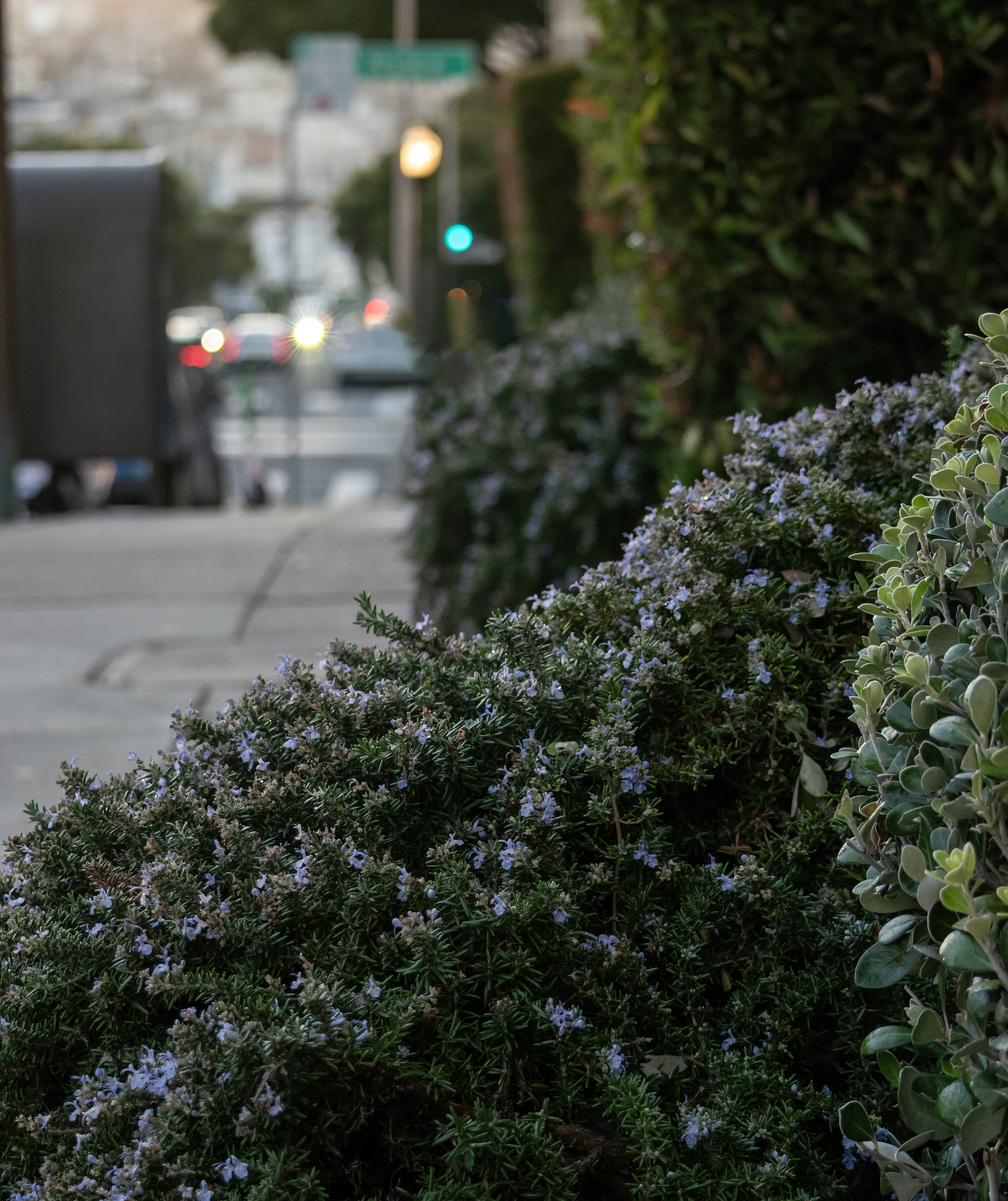 Along the Sidewalk, Purple Blooms Lead the Morning Walk