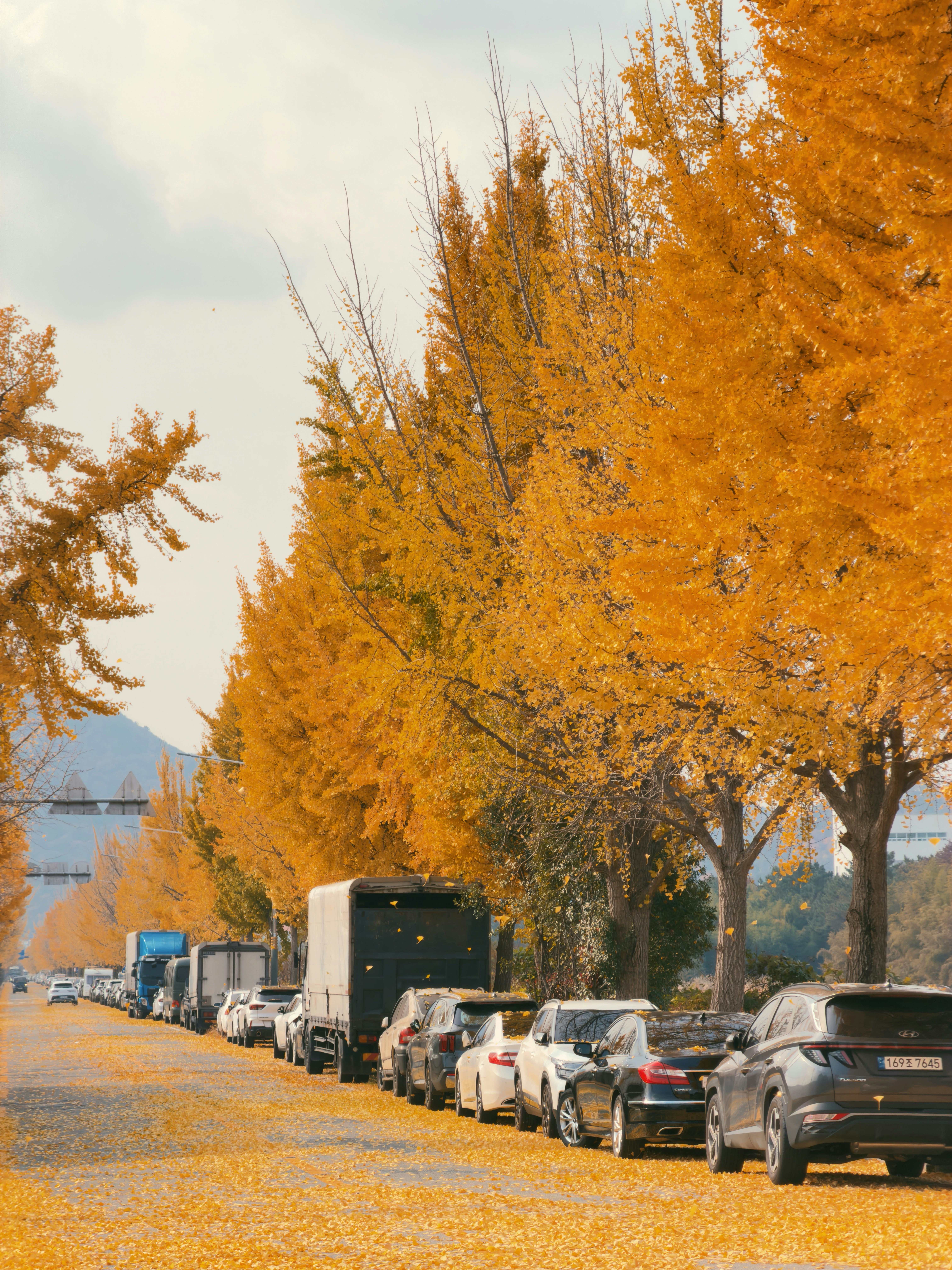 Autumn Avenue: Line of Amber Trees and Parked Cars