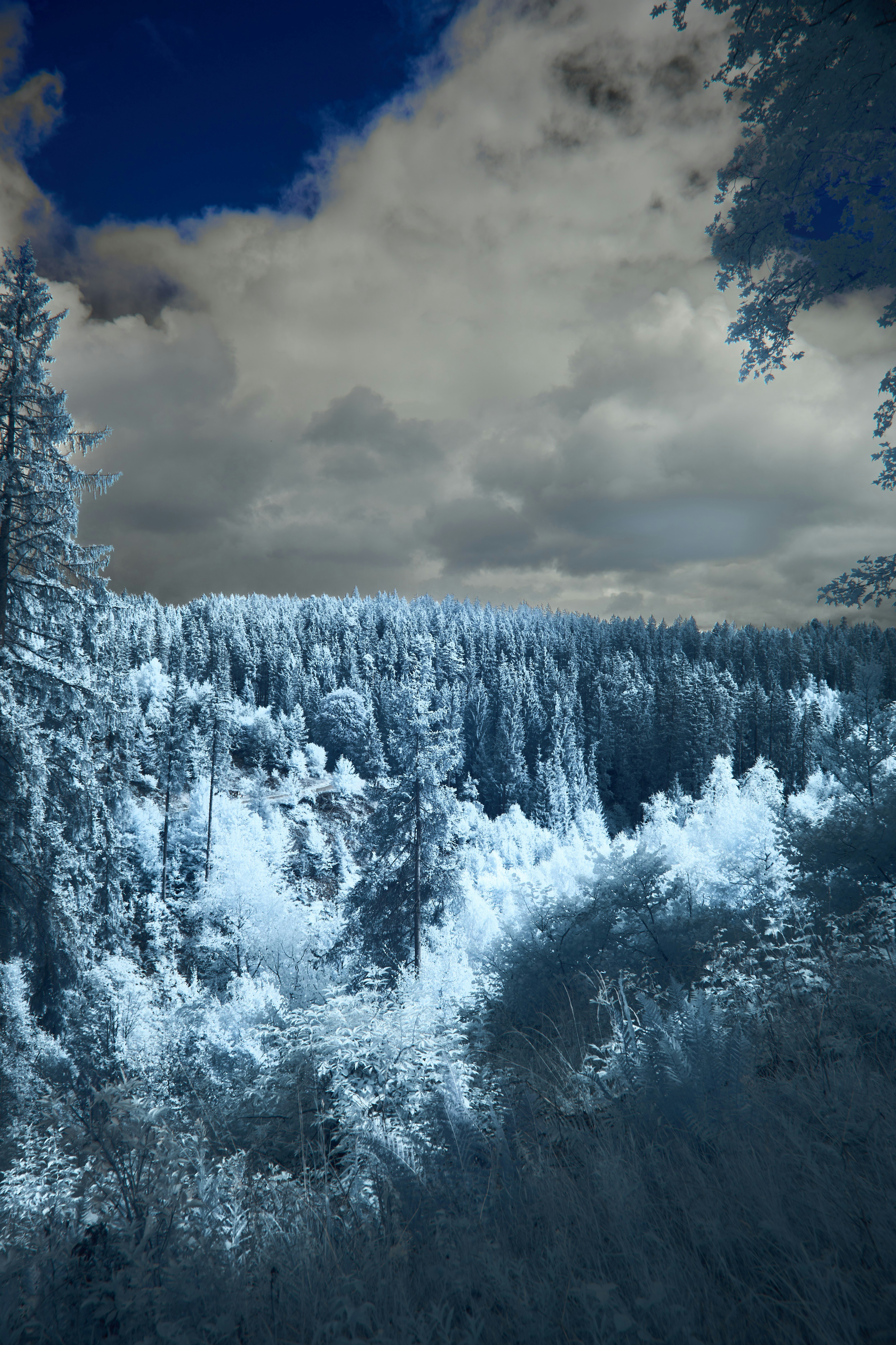 Cold Crest Overlook: A Snowlit Forest Under Brooding Skies