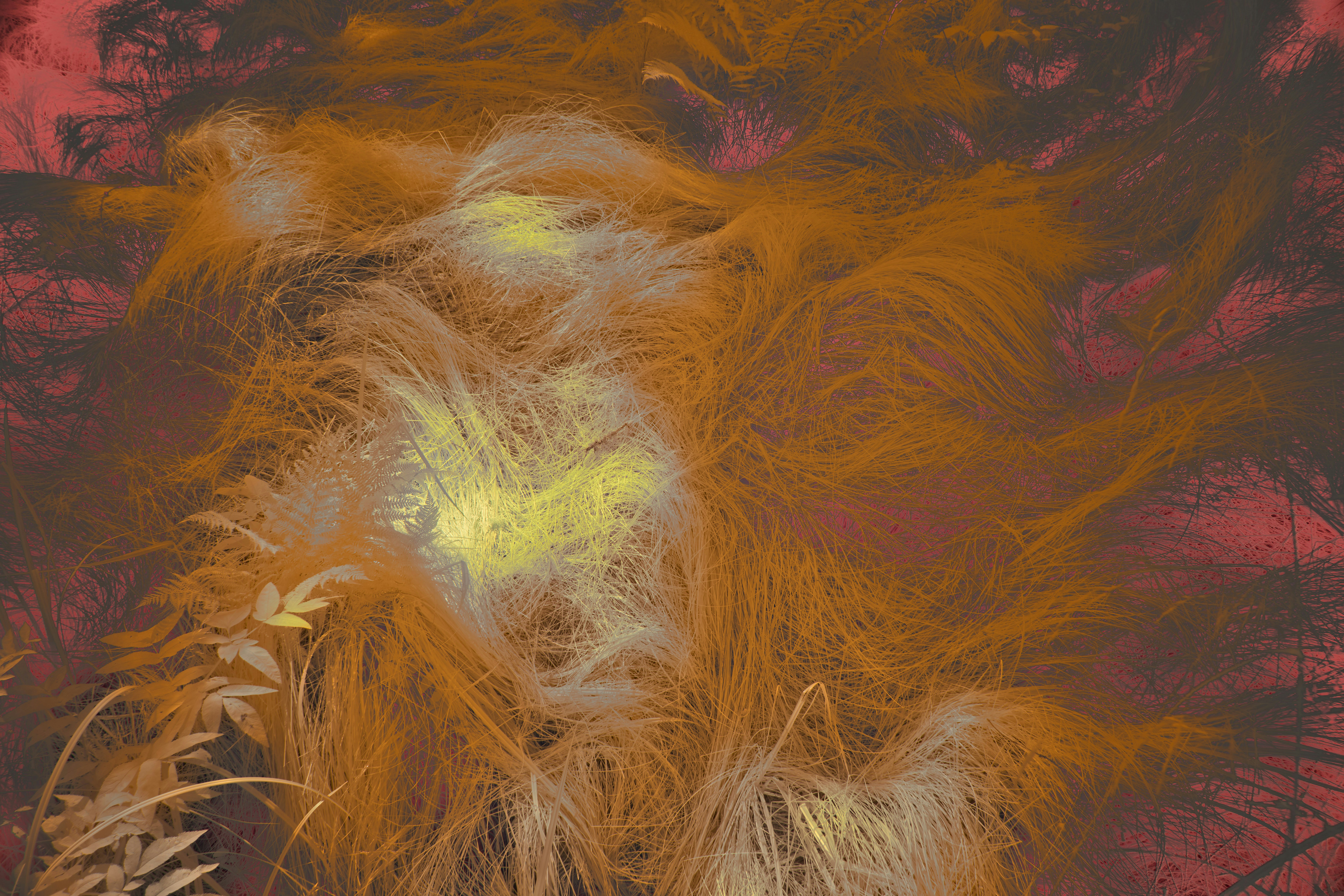 Iridescent Grasses Under a Tinted Veil