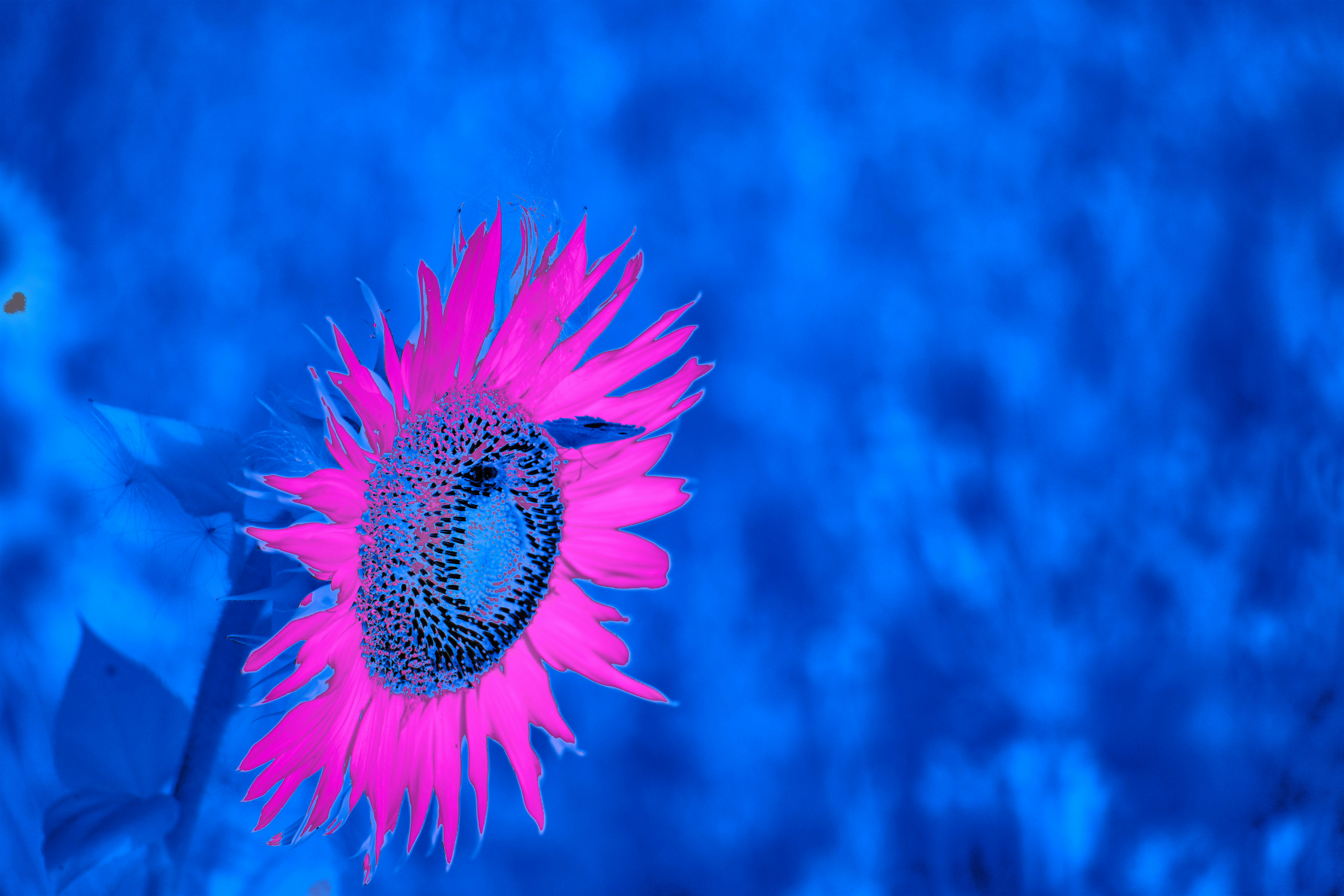 Photo by Wolfgang Hasselmann with Sony Alpha 7 IV