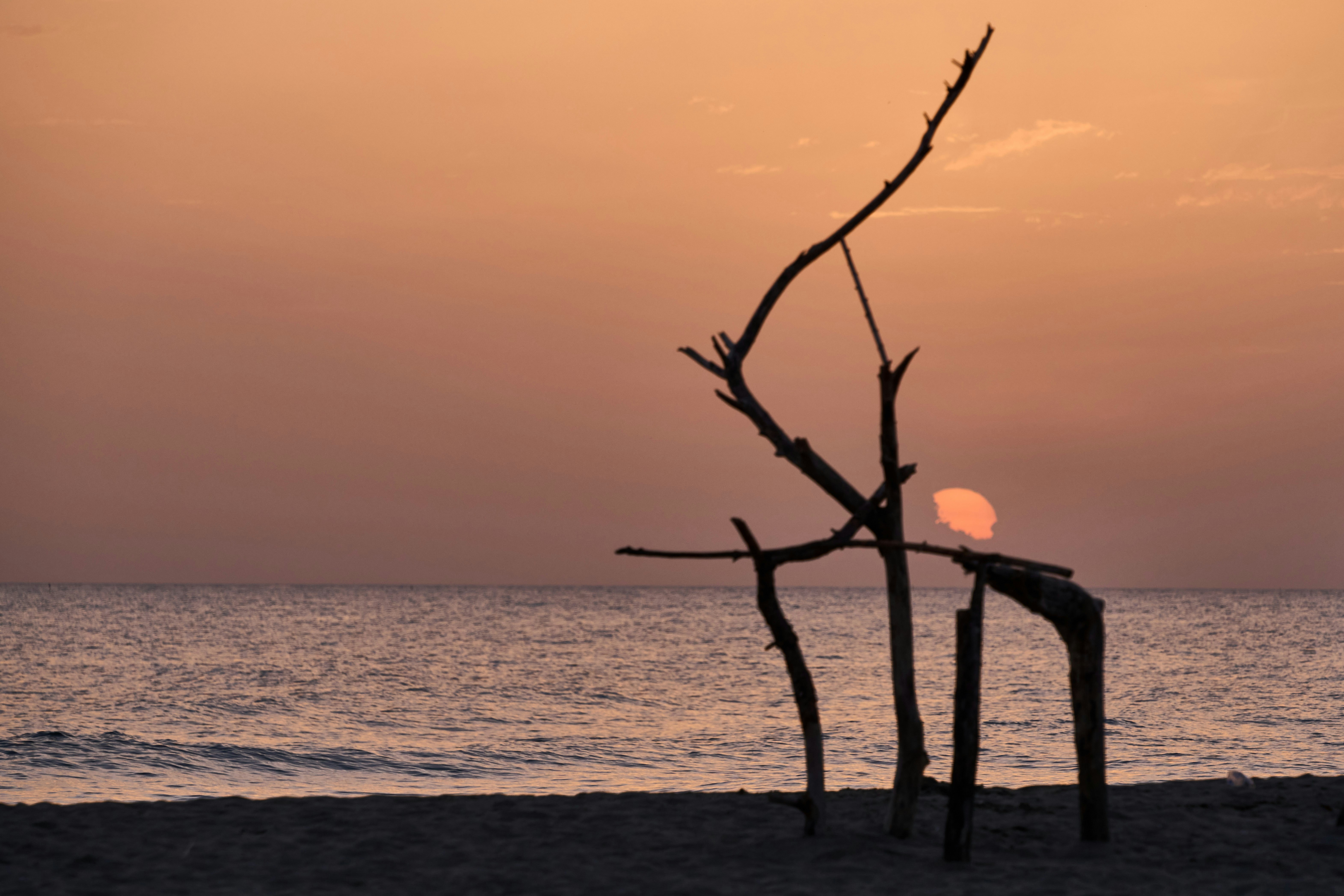 Photo by Wolfgang Hasselmann with Sony Alpha 7 IV