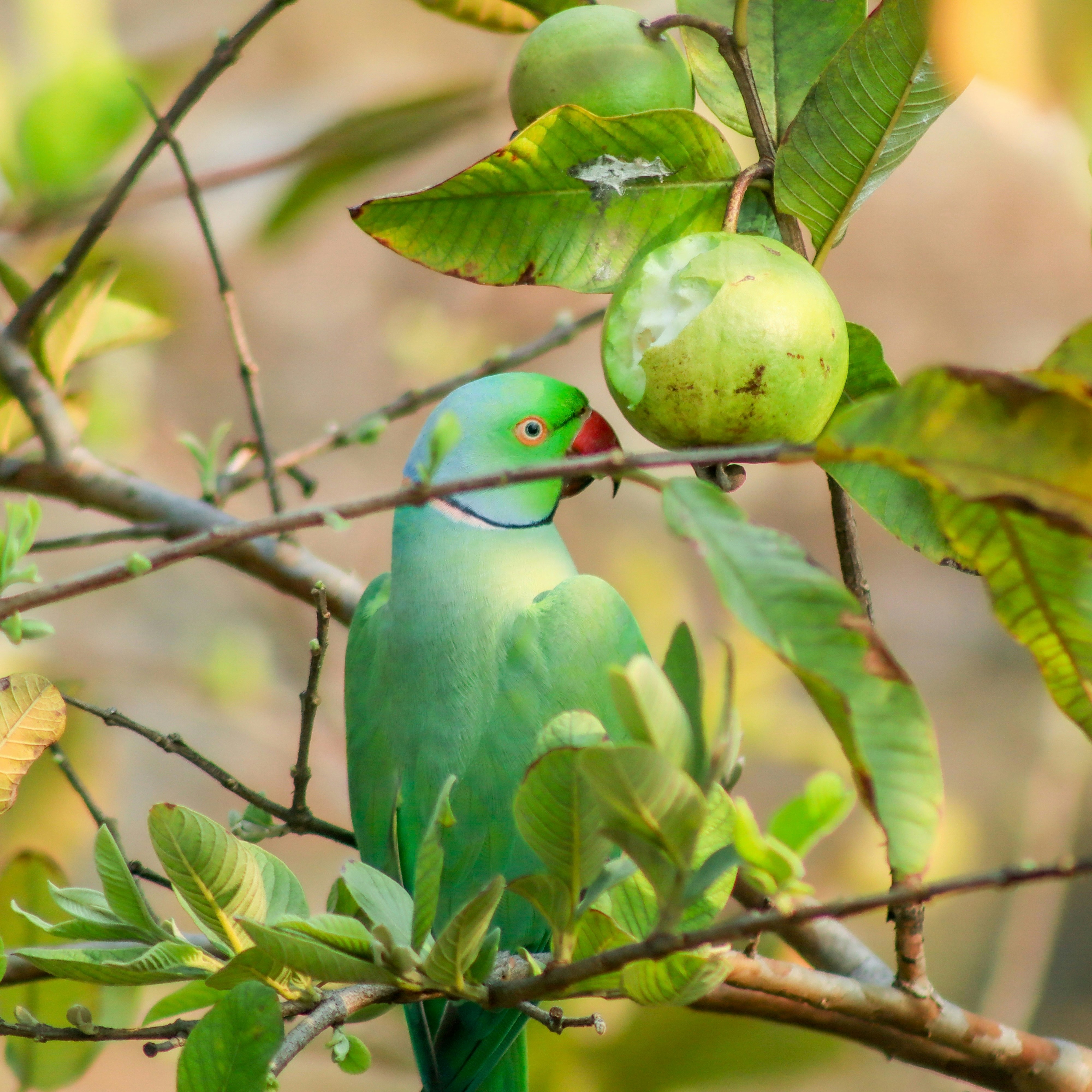 Emerald Parrot on a Fruitful Branch