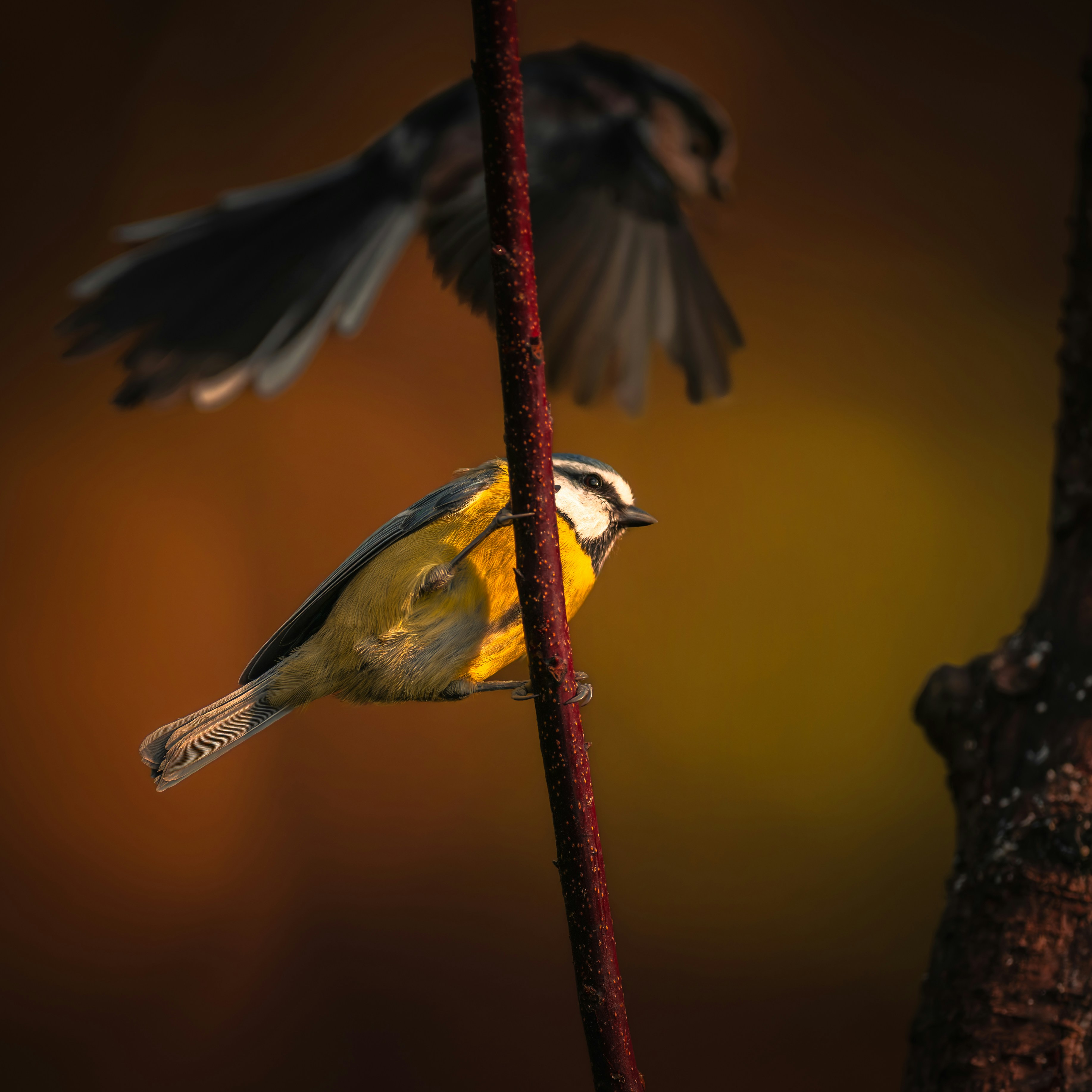 Photo by Doncoombez with Nikon Z9