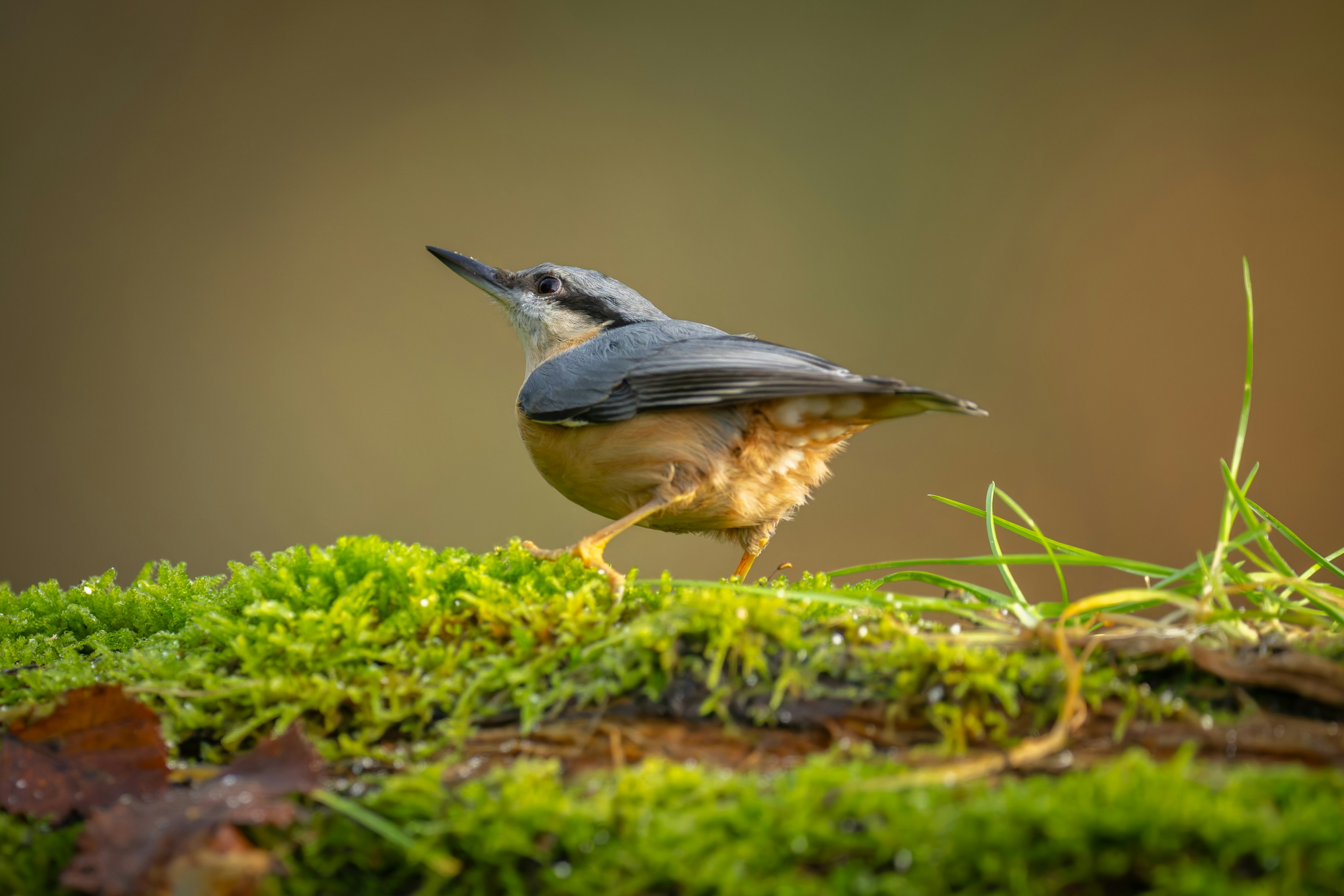 Photo by Doncoombez with Nikon Z9