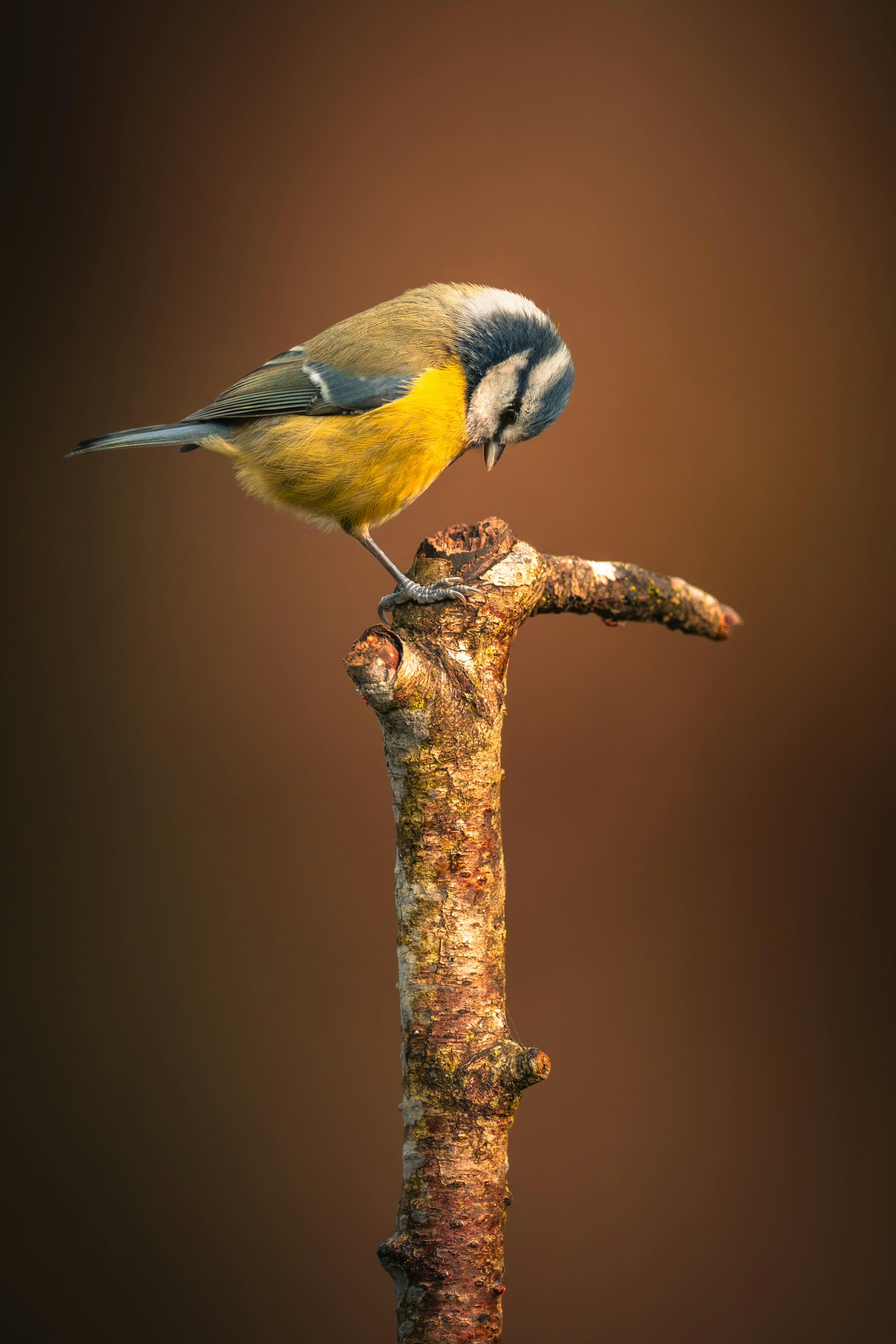 Perched Yellow-vented Finch Nosing a Branch