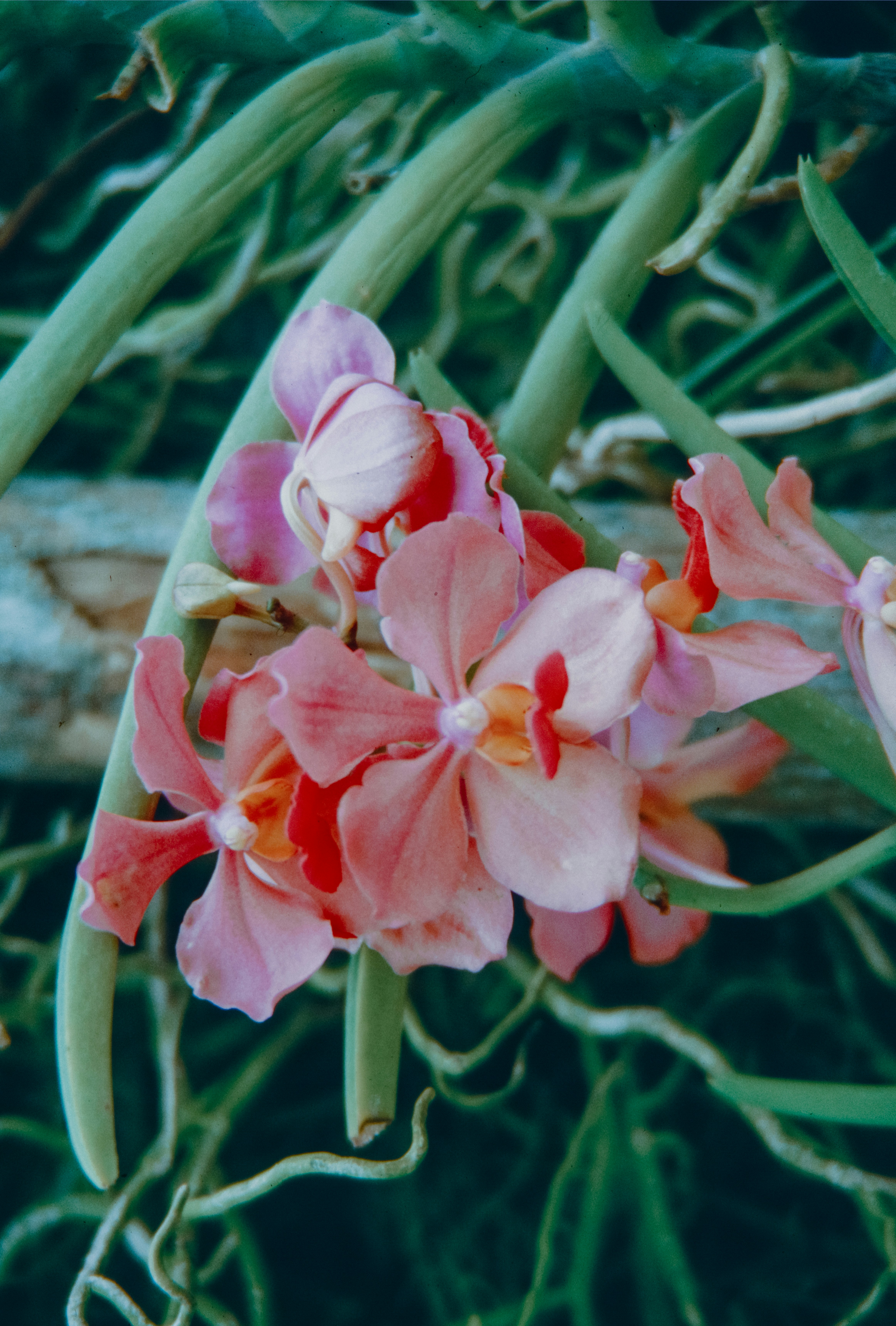 Delicate pink orchids bloom amongst green vines.