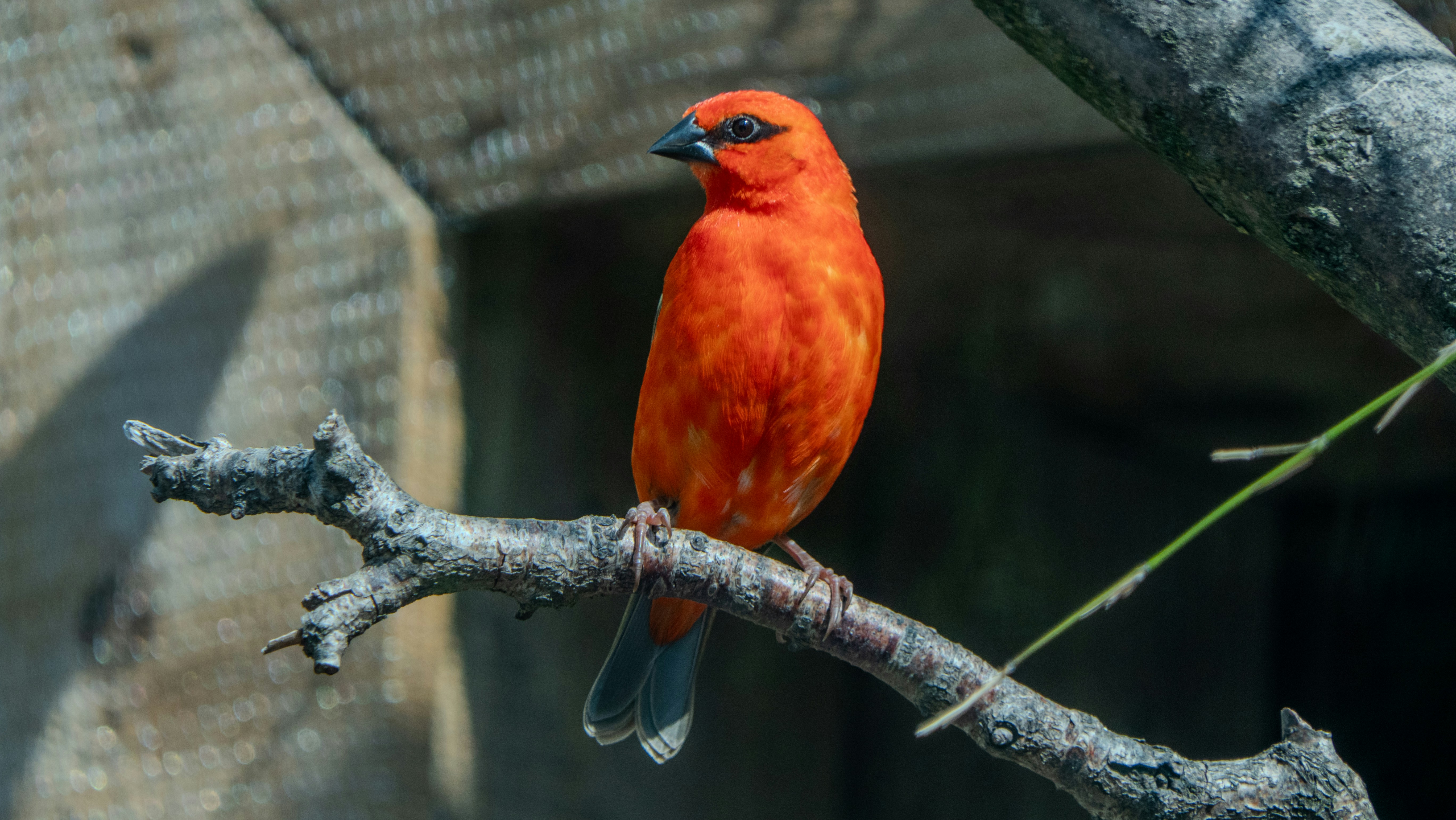 A bright red bird perched on a branch.