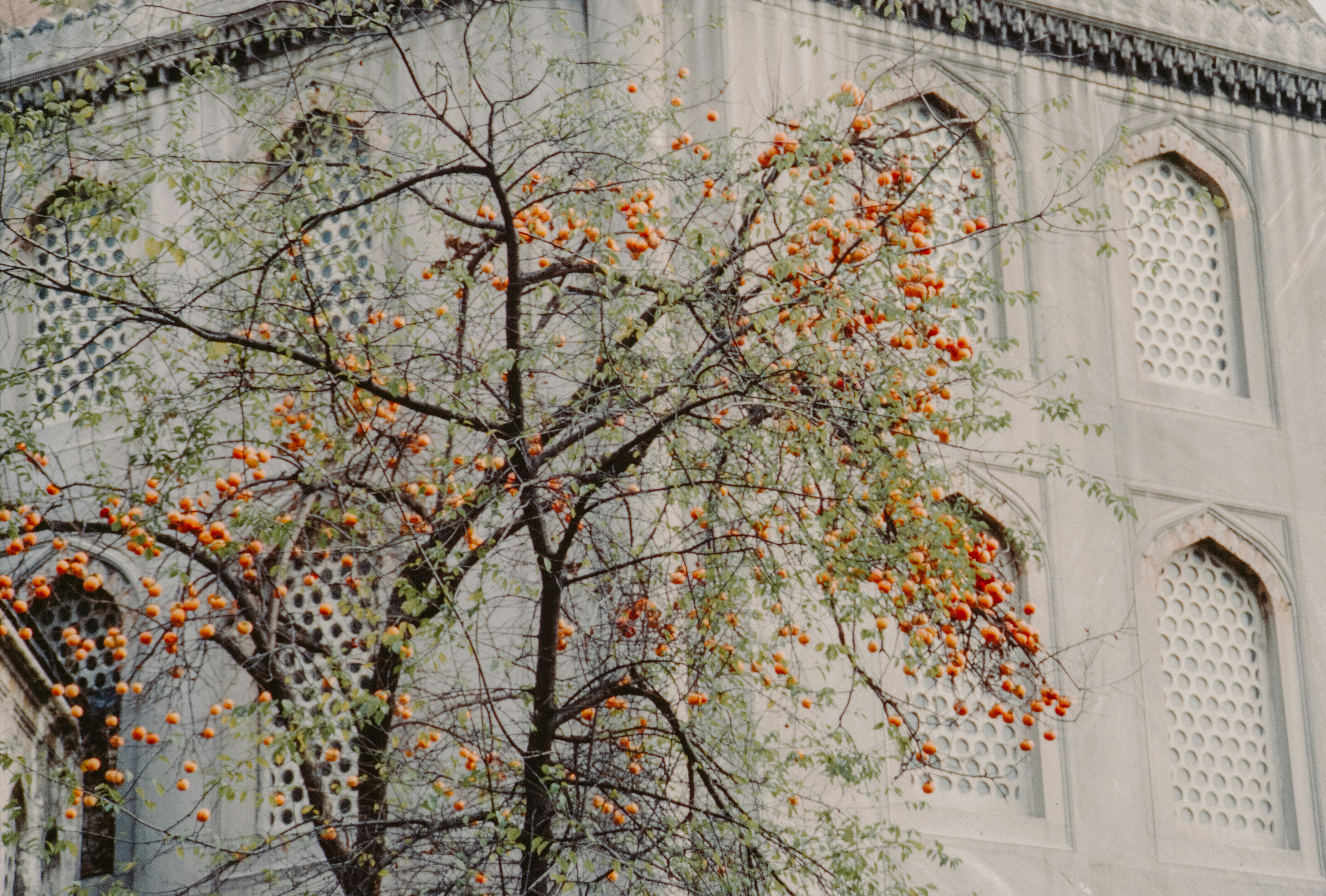 Persimmon Branches Framing a Carved Facade