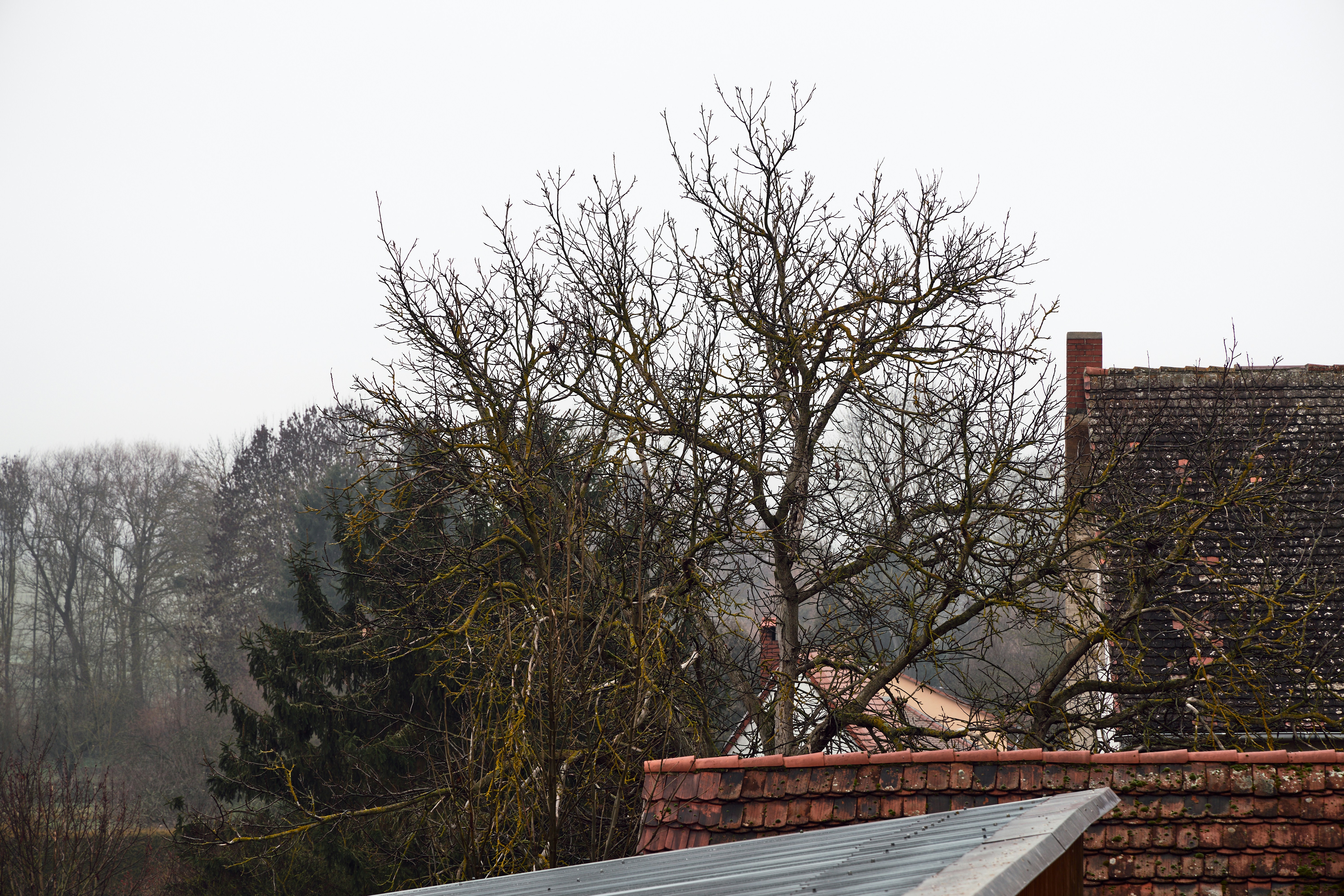 Winter Rooftops and Distant Trees under Overcast Sky