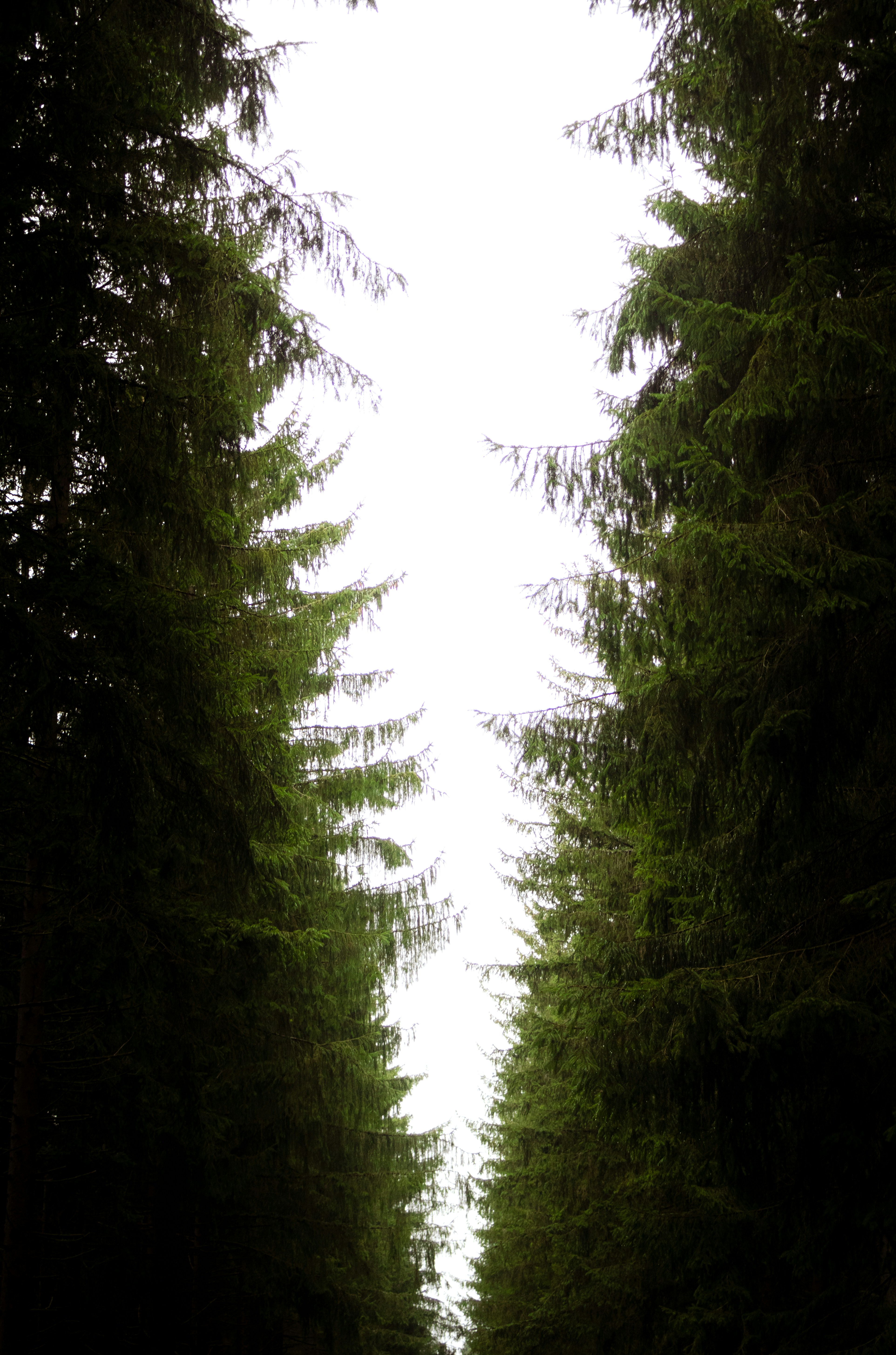 Tall evergreen trees line a path towards bright sky photo – Free Forest ...
