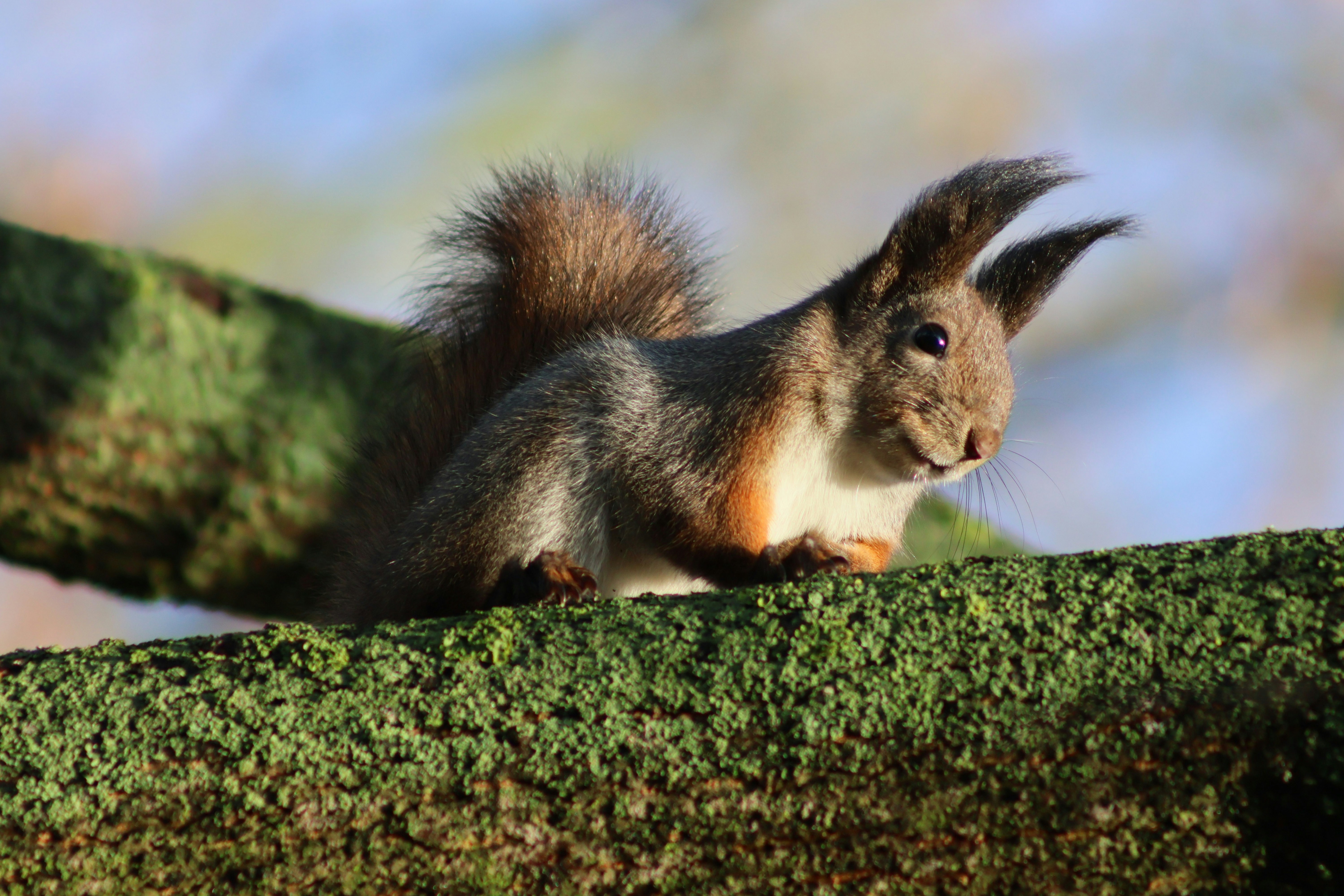 A squirrel sits on a mossy tree branch