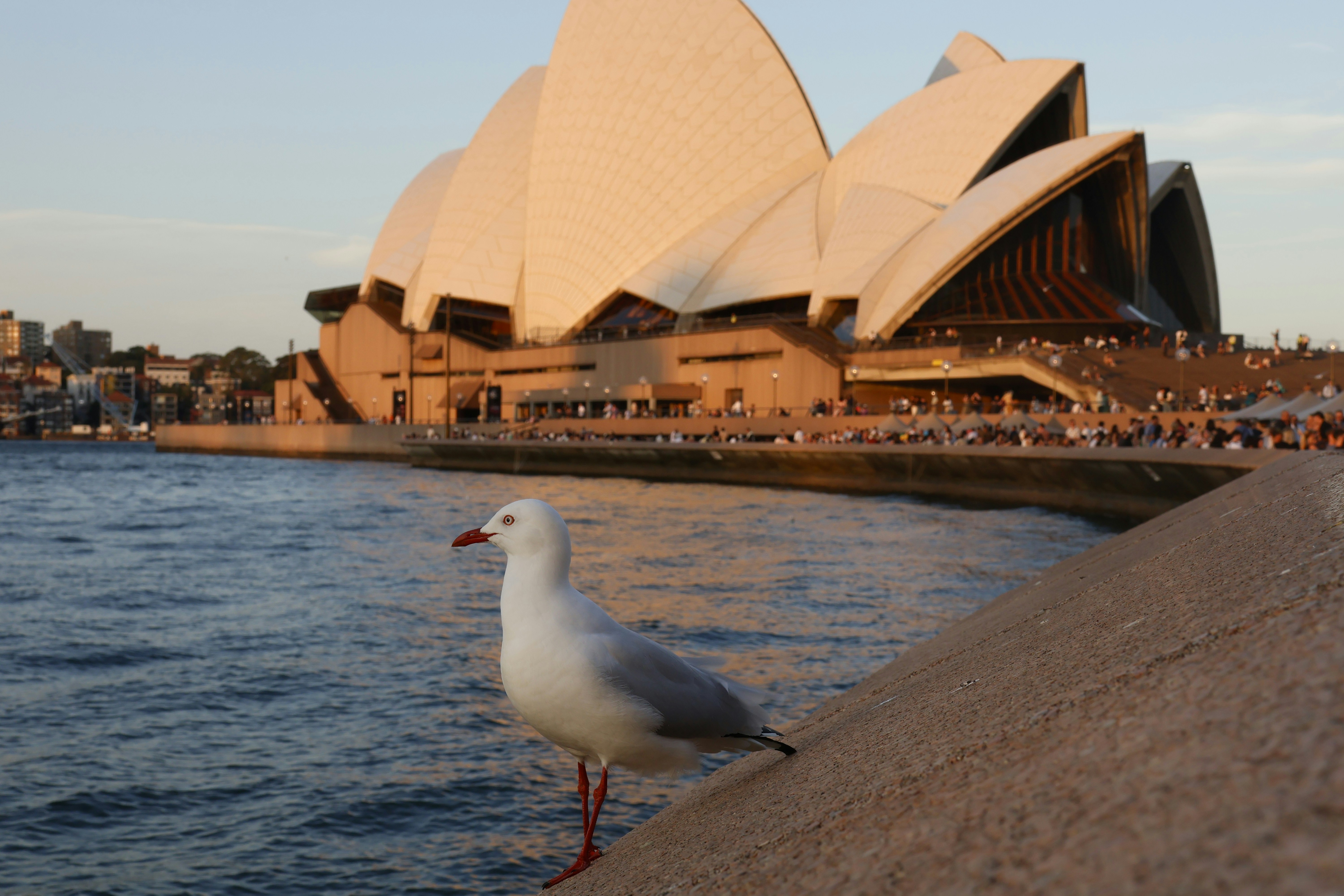 Seagull at Sydney Opera House Bastion at Golden Hour