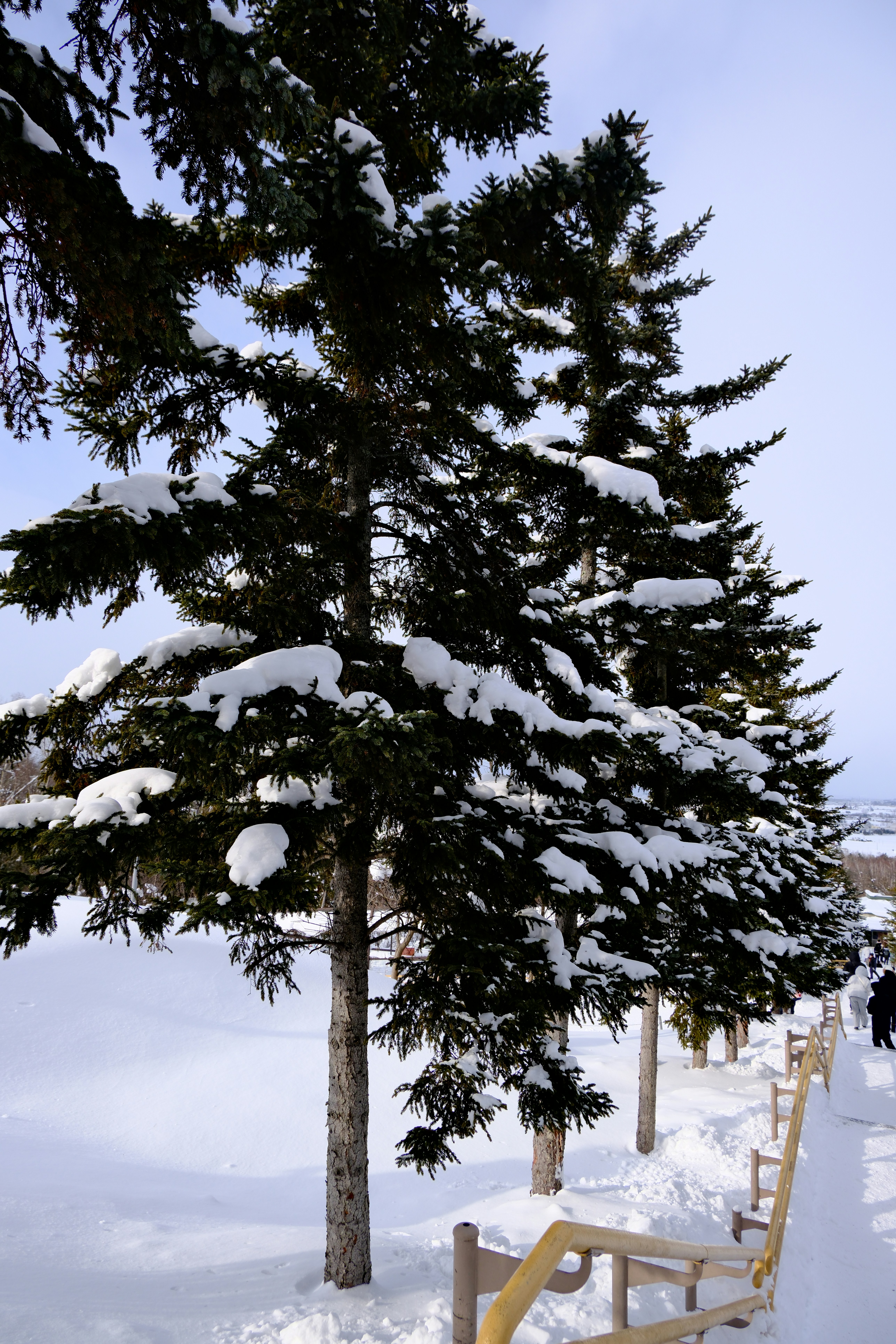 Snowy Sitka Pines Along a Wintry Path