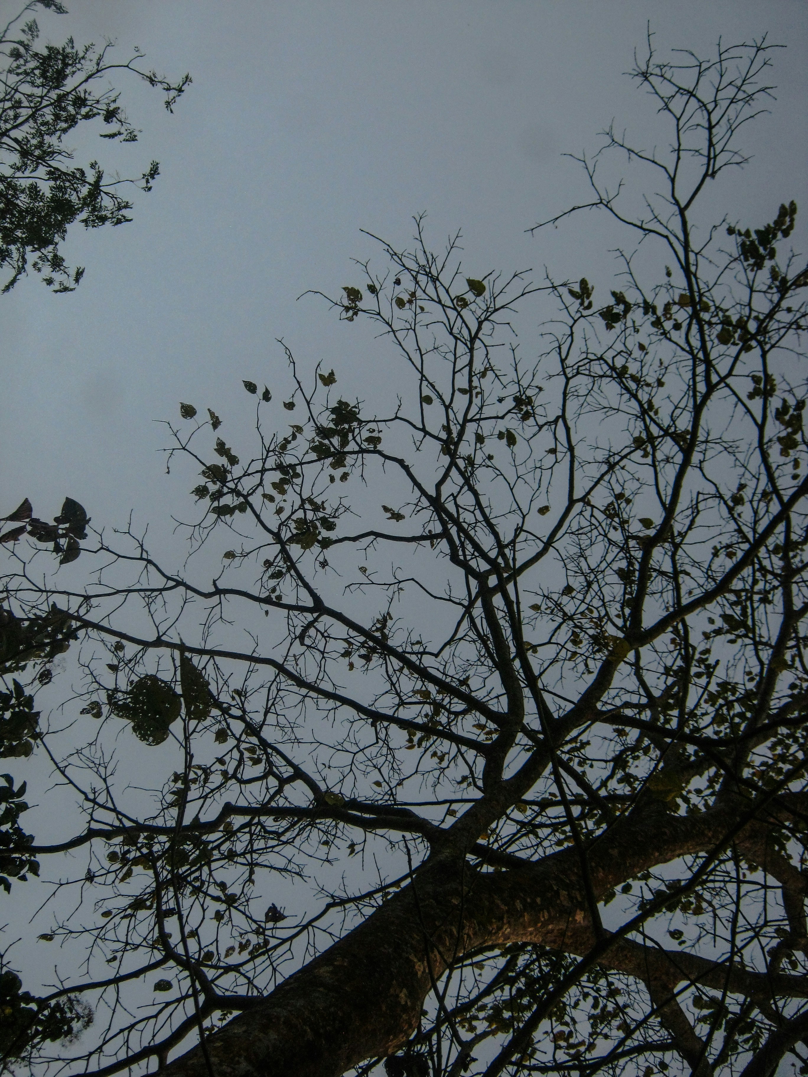 Picture of a tree in low lighting using a old digicam