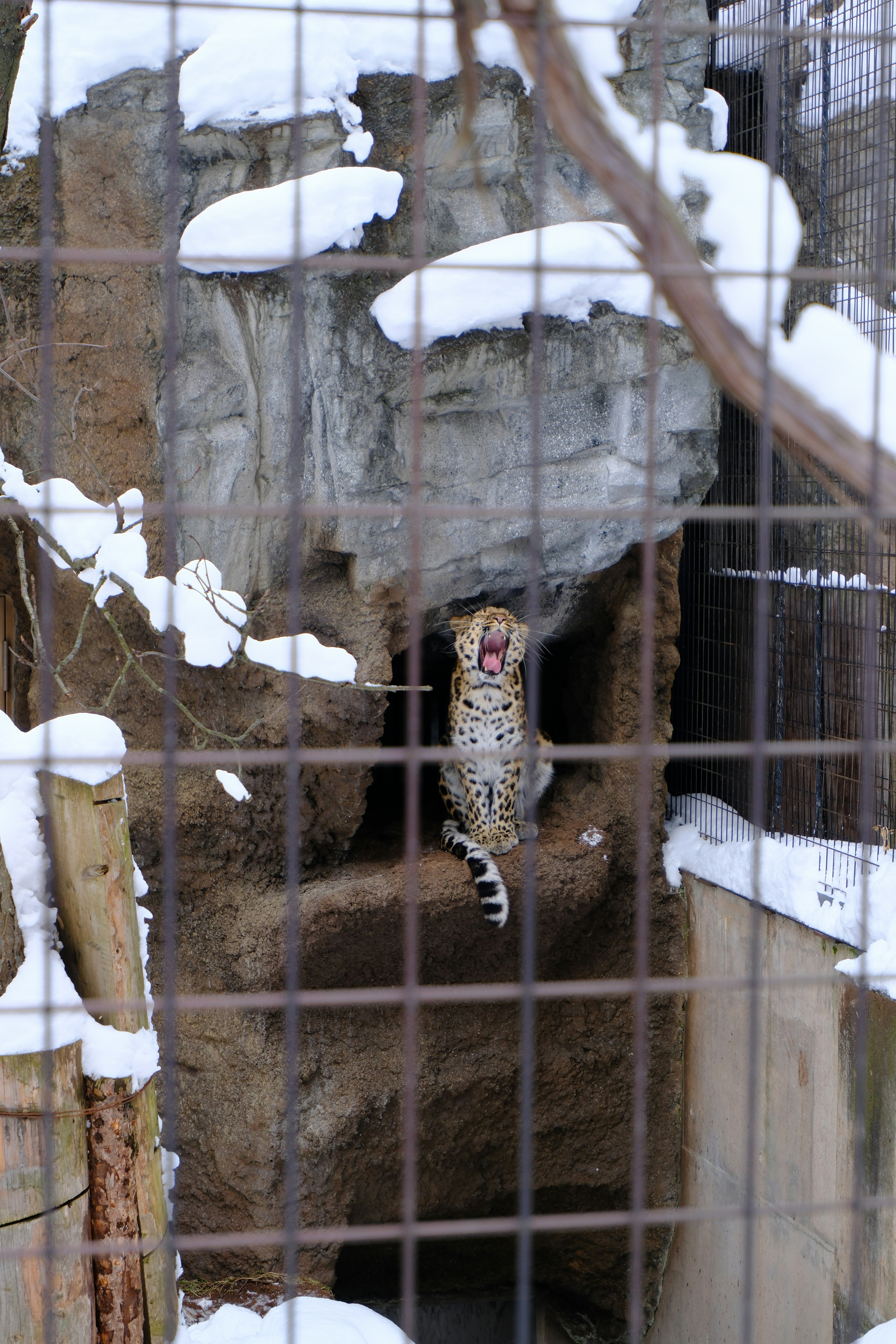 Snowbound Leopard in a Rugged Cage