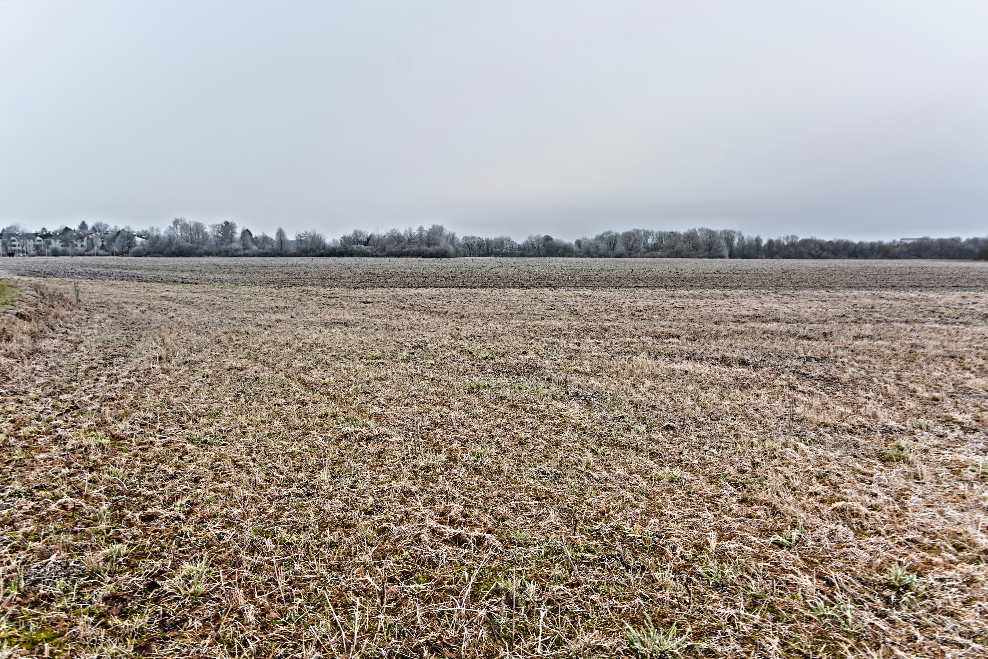 Edge of the Field: Quiet Horizon Under Overcast Sky
