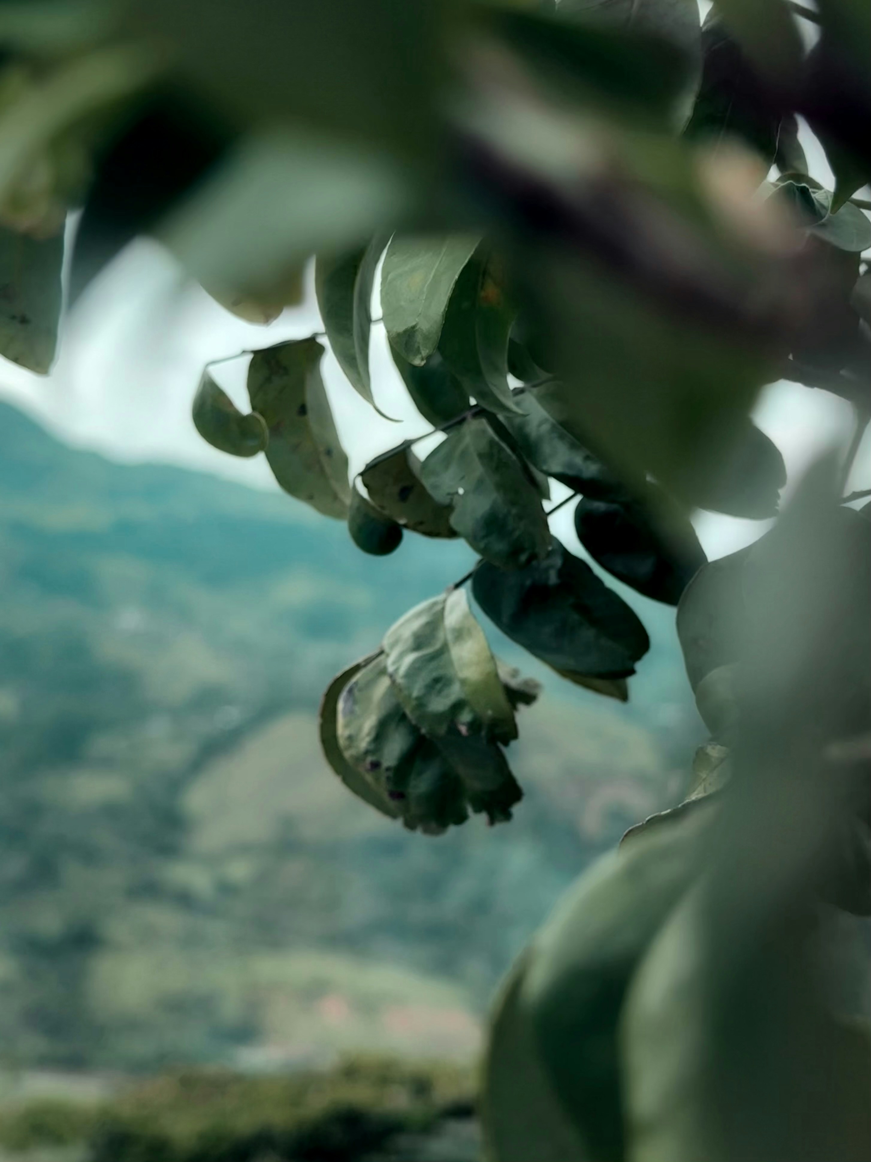 Leaves in Focus, Valley Blur: A Quiet Moment of Green Depth