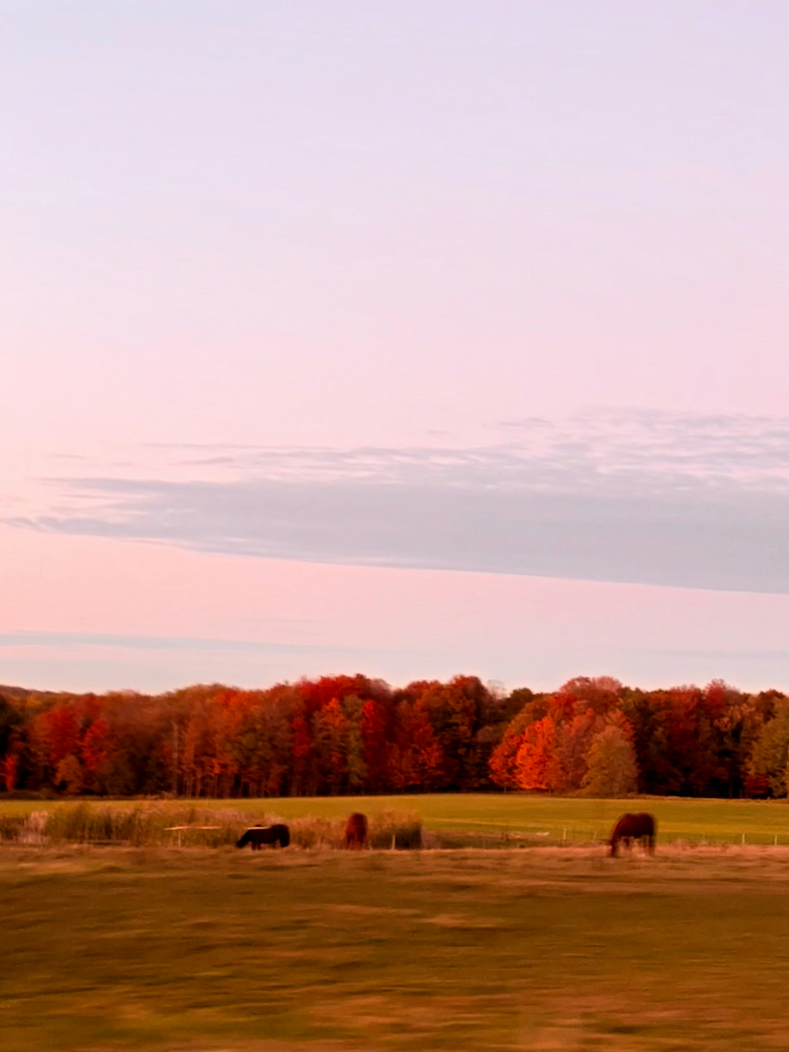 Autumn Pasture at Sunset: Grazing Bison Against a Velvet Sky