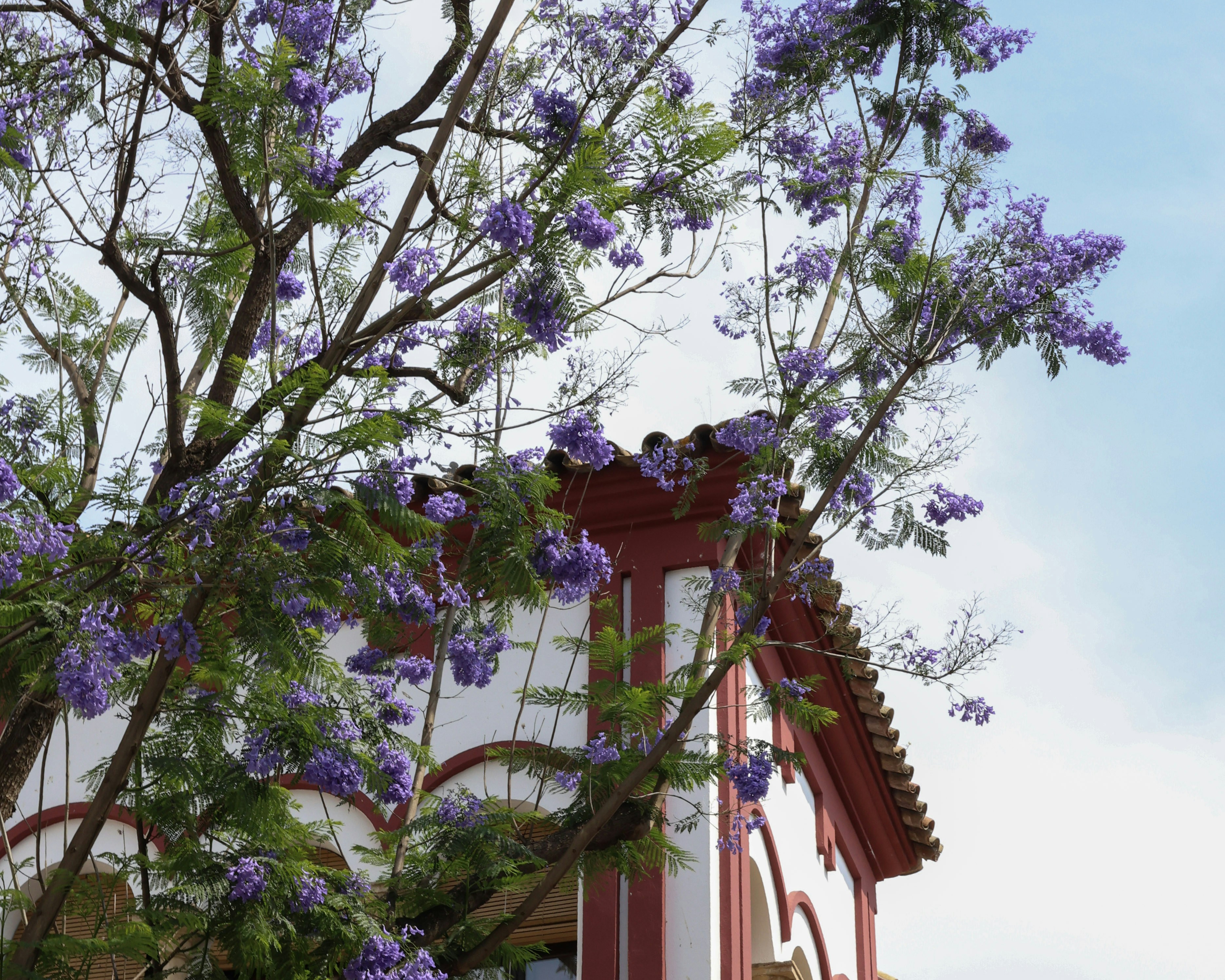 Wisteria Veil Over a Traditional Roof