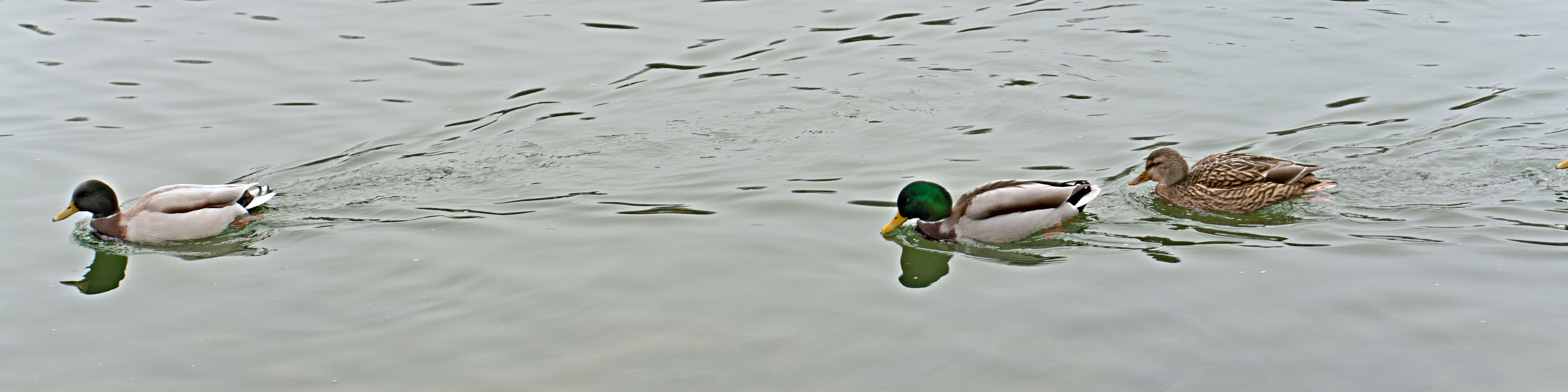 Trailing Trio: Dawn Light on a Gentle Duck Parade