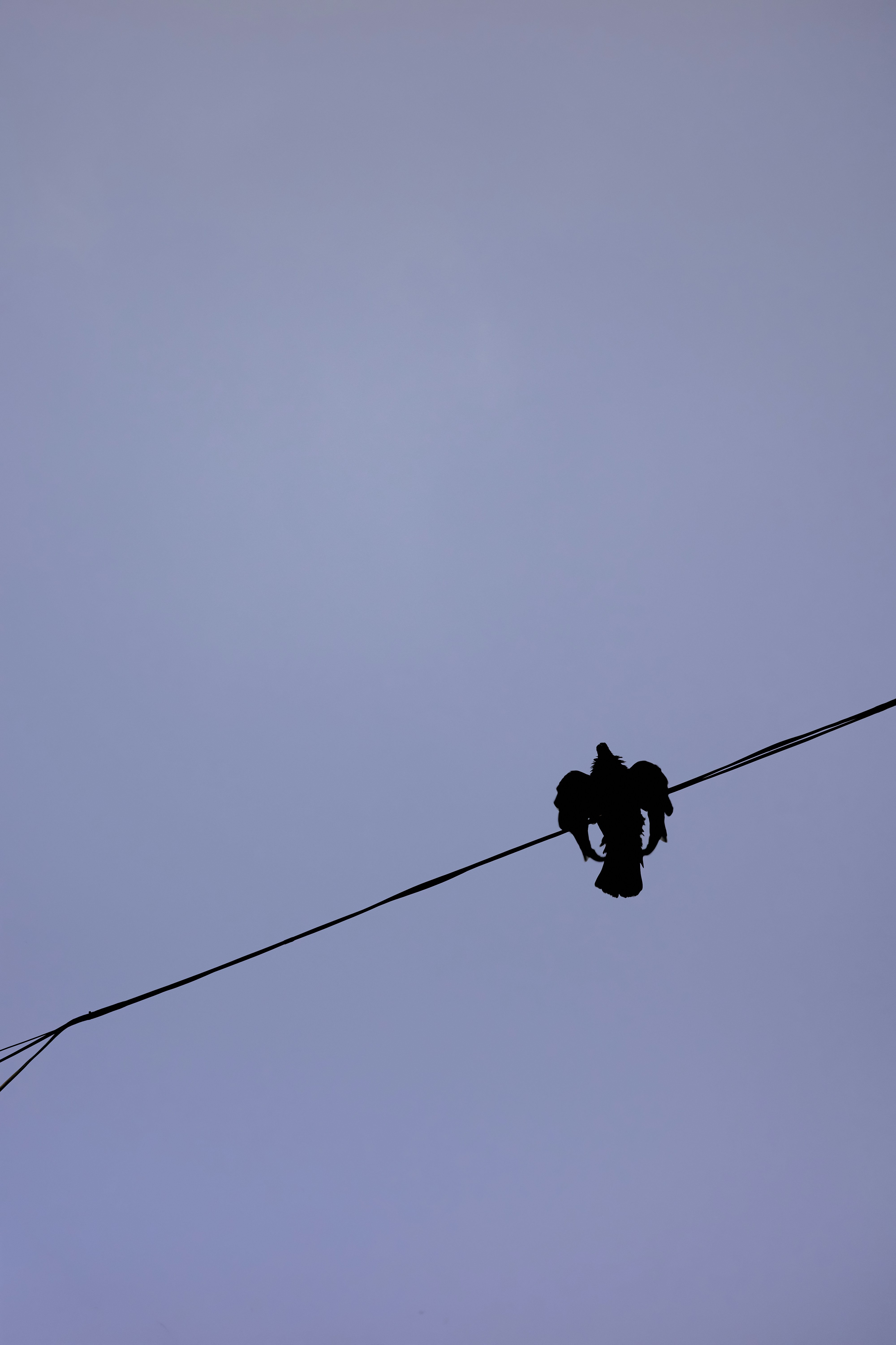 Silhouette of a bird perched on a wire photo – Free Bird Image on Unsplash