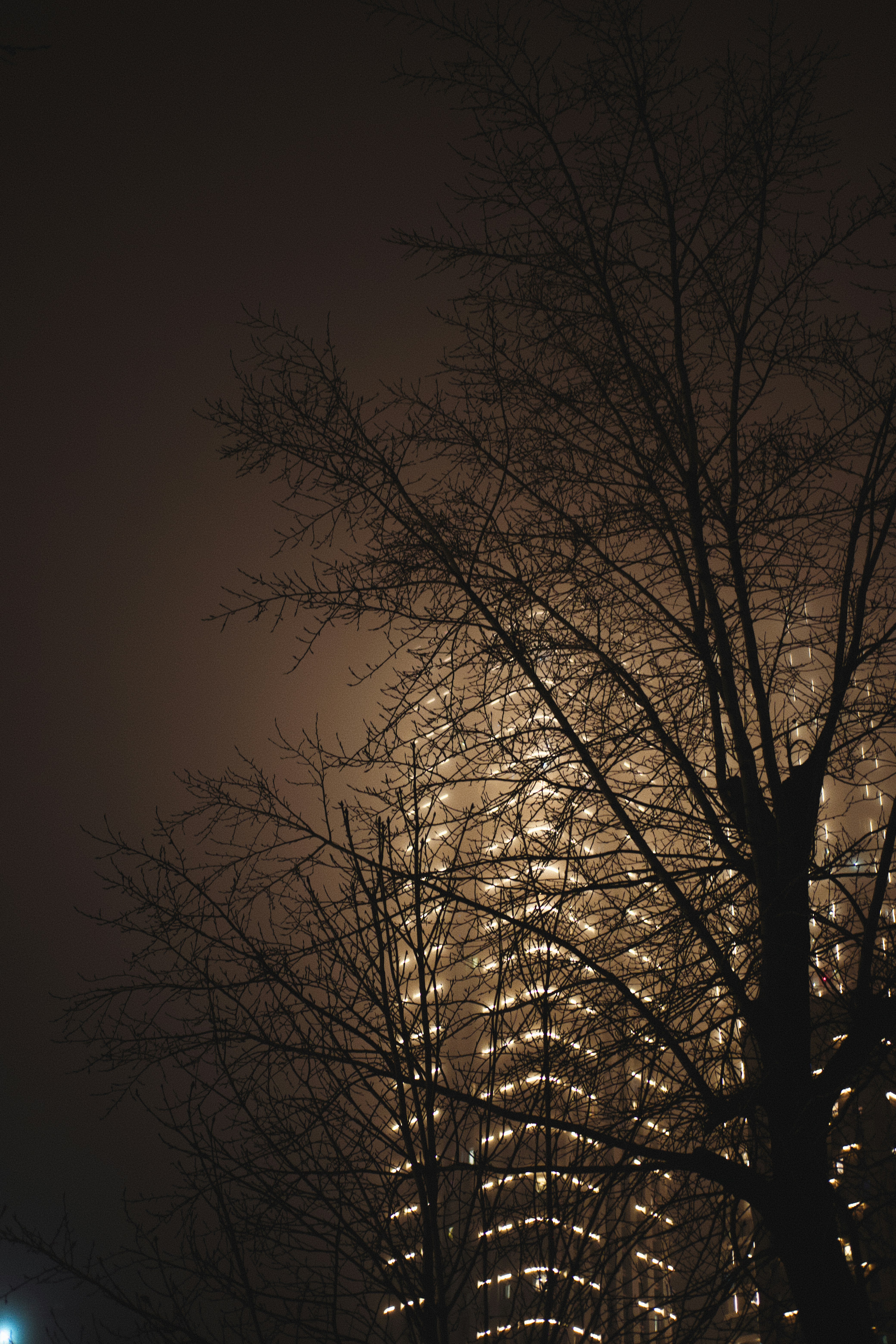 Night Tree Silhouettes Framing a Glowing Skyline